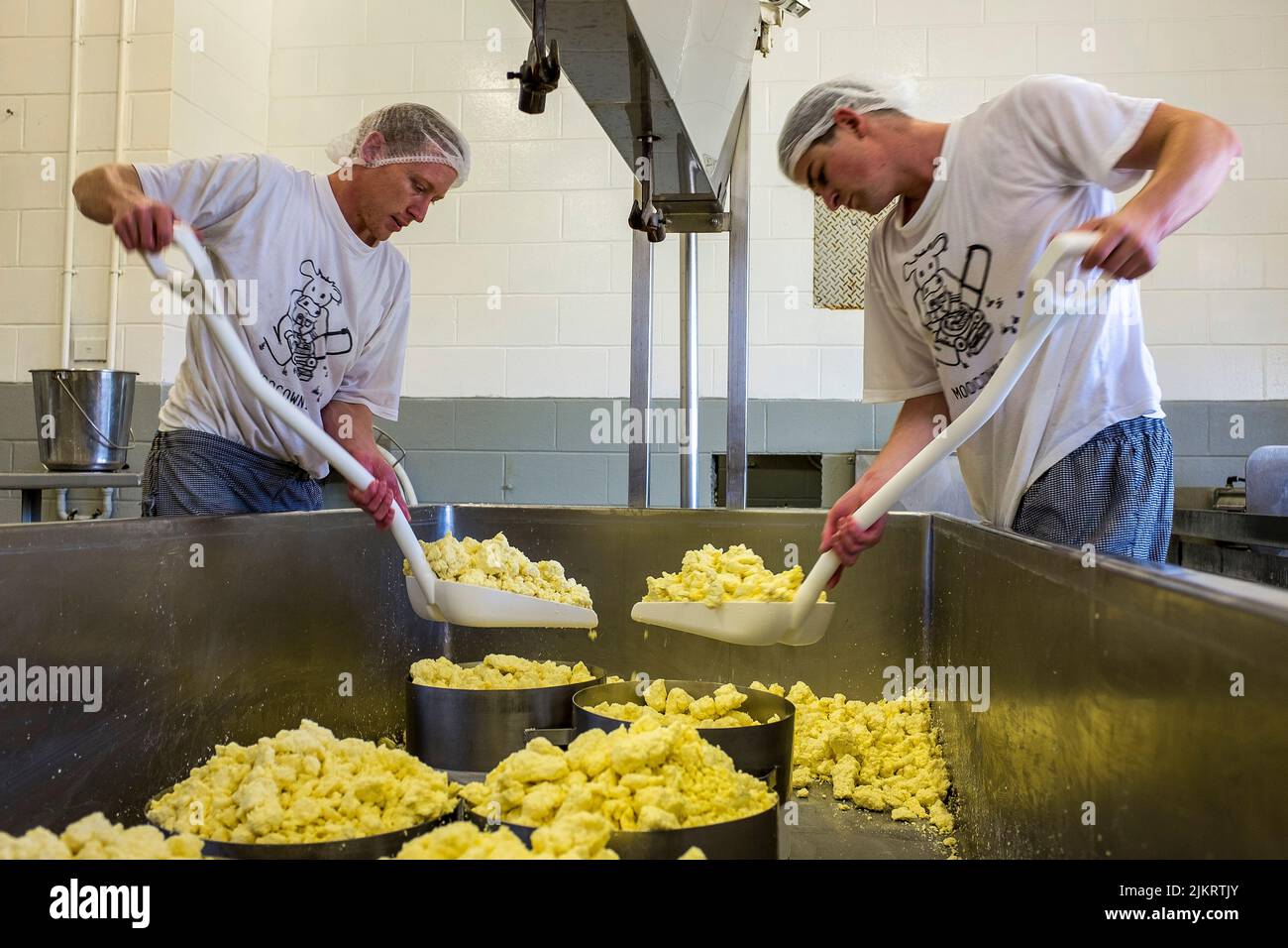Cheese makers putting fresh cheese into moulds of prize-winning cheddar ...