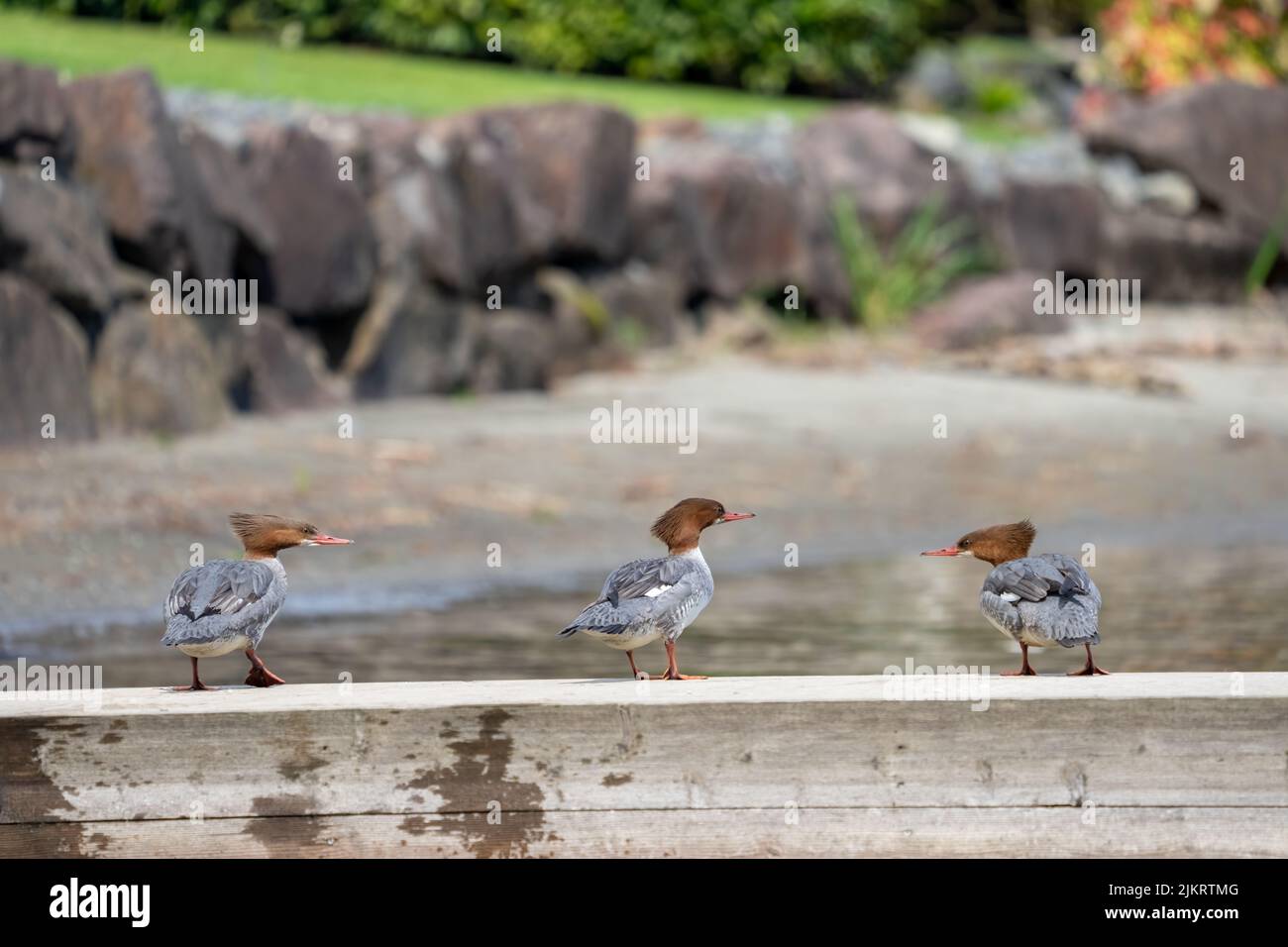 Issaquah, Washington, USA. Three female Common Mergansers standing on a ...