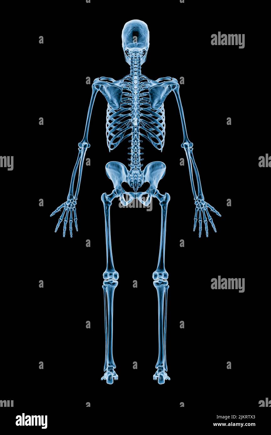 Human skeleton back hi-res stock photography and images - Alamy