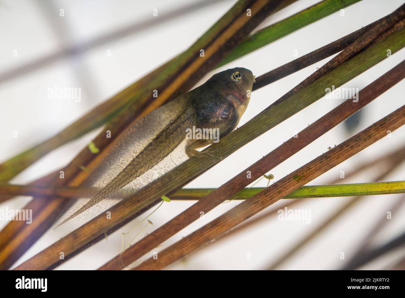 Pacific tree frog tadpole hi-res stock photography and images - Alamy