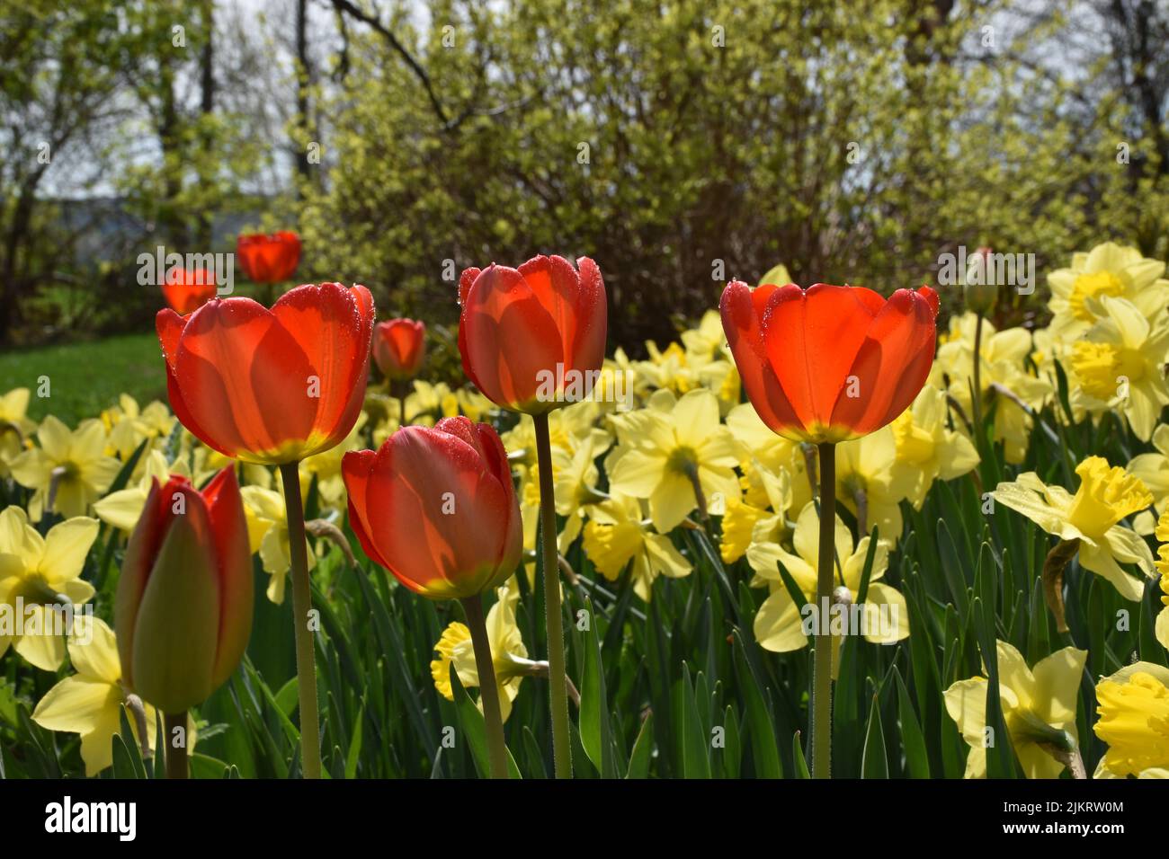 The first tulips in spring, Sainte-Apolline, Quebec, Canada Stock Photo ...