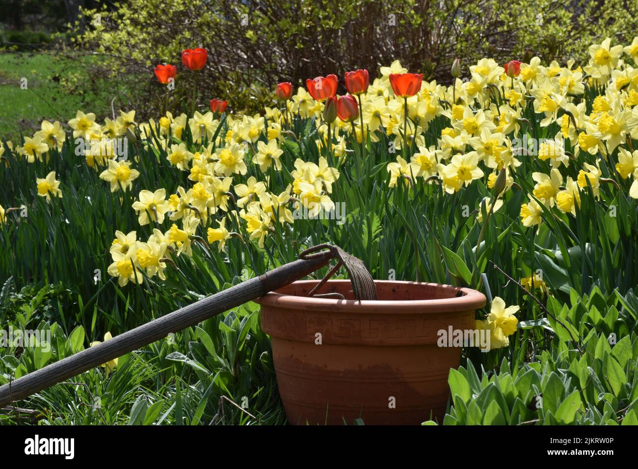 The first tulips in spring, Sainte-Apolline, Quebec, Canada Stock Photo ...