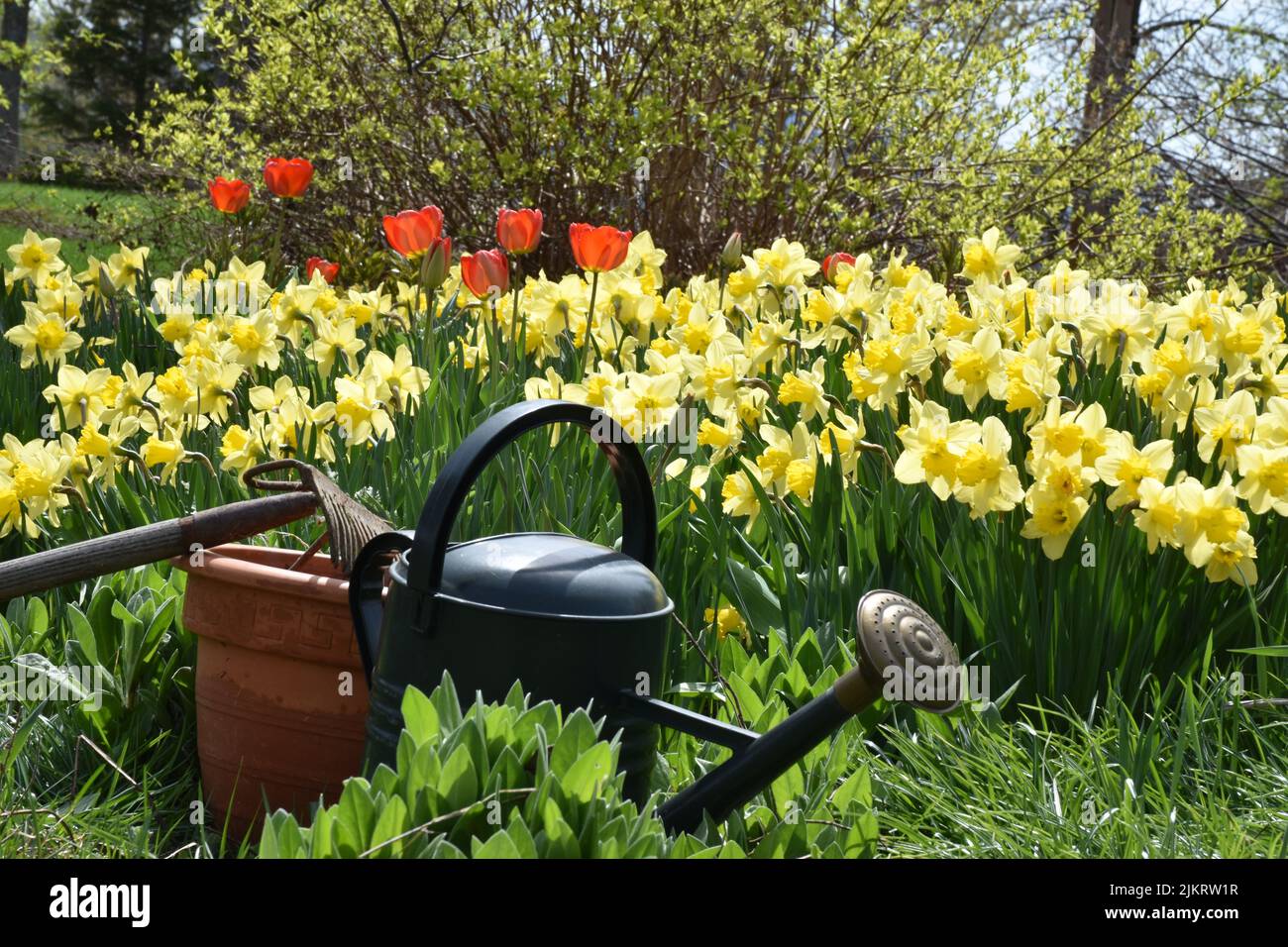 The first tulips in spring, Sainte-Apolline, Quebec, Canada Stock Photo ...