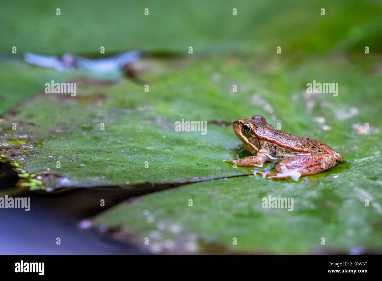 Issaquah, Washington, USA. Cascades Frog (Rana cascadae) sitting on a ...