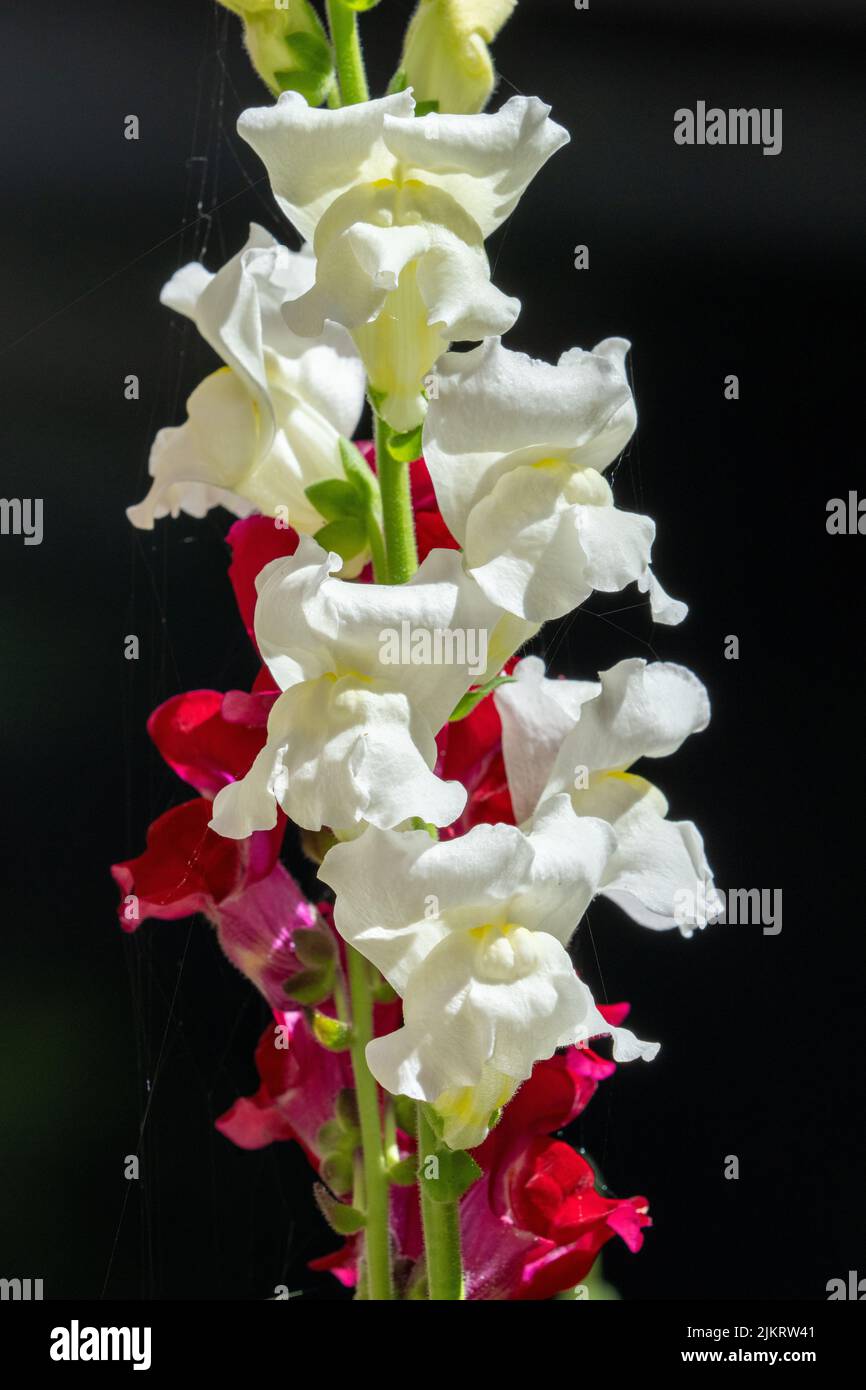 Snapdragon white flower hi-res stock photography and images - Alamy