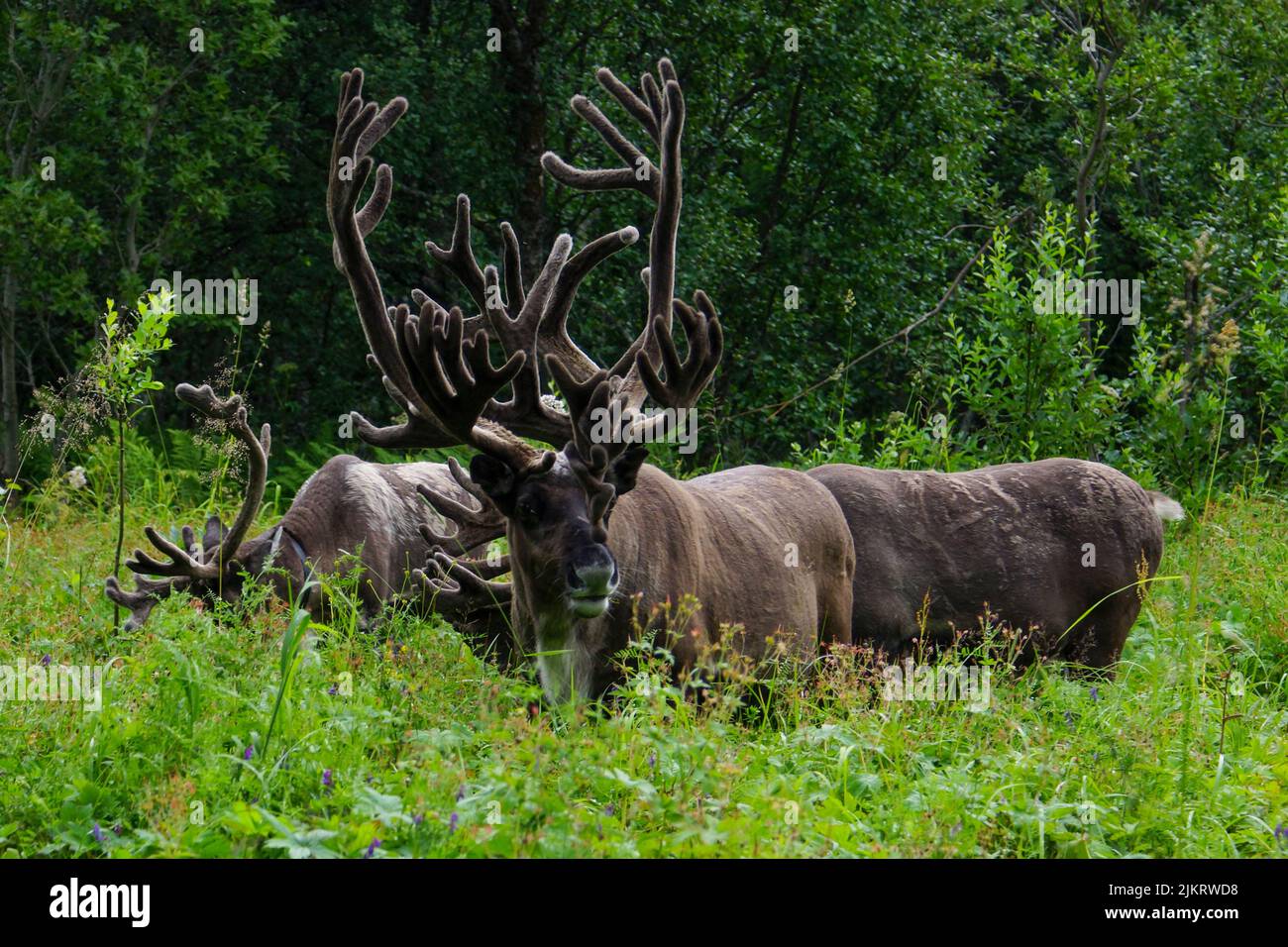Three reindeer (Rangifer tarandus) with huge summer antlers in a meadow ...