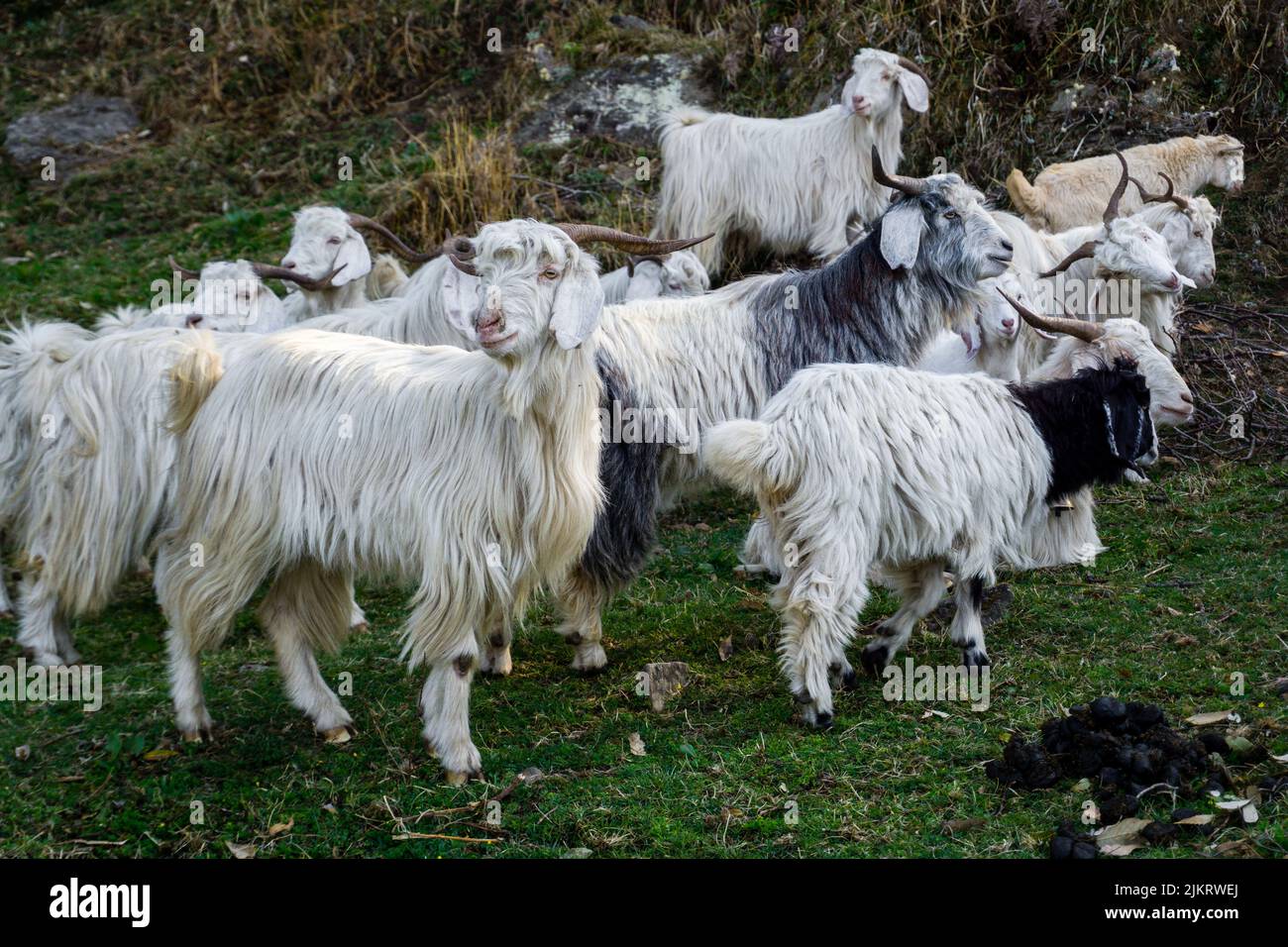 A herd of white furry Himalayan Goats and sheep in the meadows of upper himalayan region ...