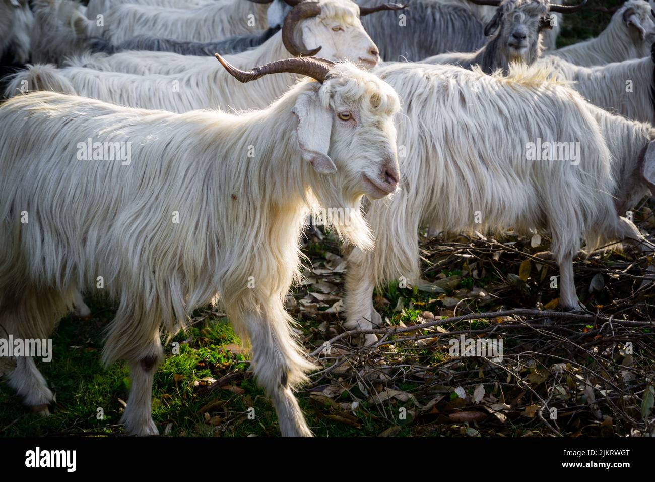 Bakhra hi-res stock photography and images - Alamy
