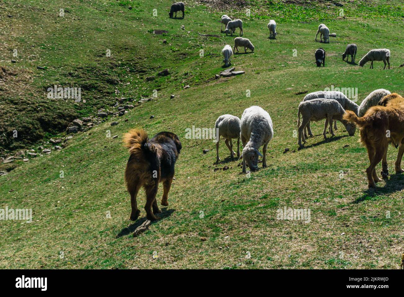 Uttarakhand, India. A big fully grown black and brown himalayan ...