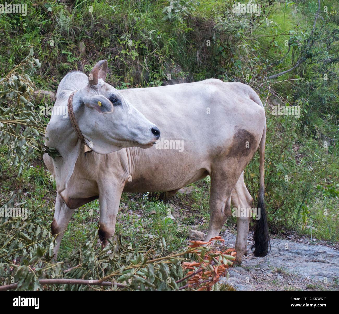 An Isolated shot of White Indian Cow in the upper himalayan region ...