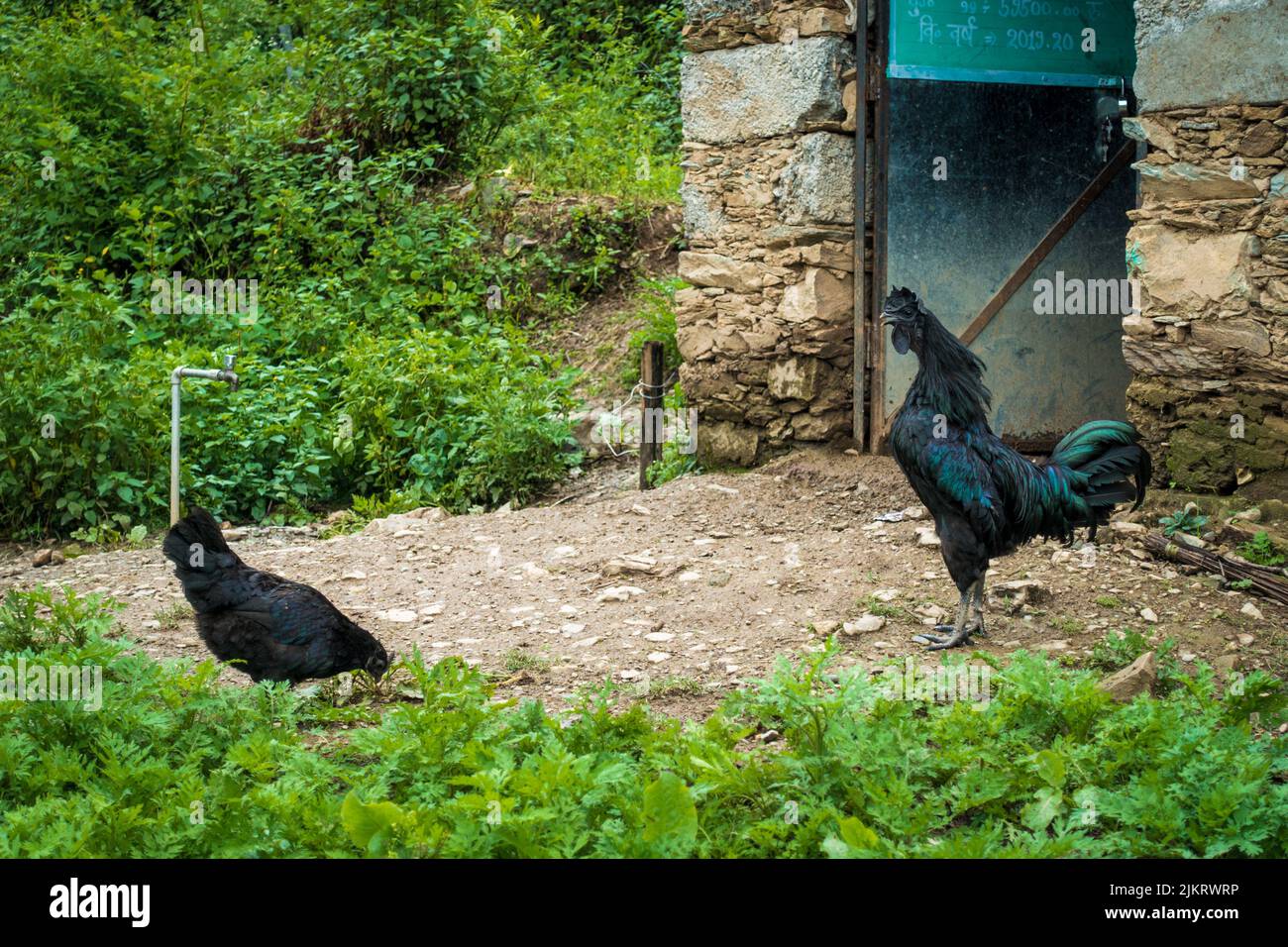Kadaknath, also called Kali Masi, is an Indian breed of chicken. They ...
