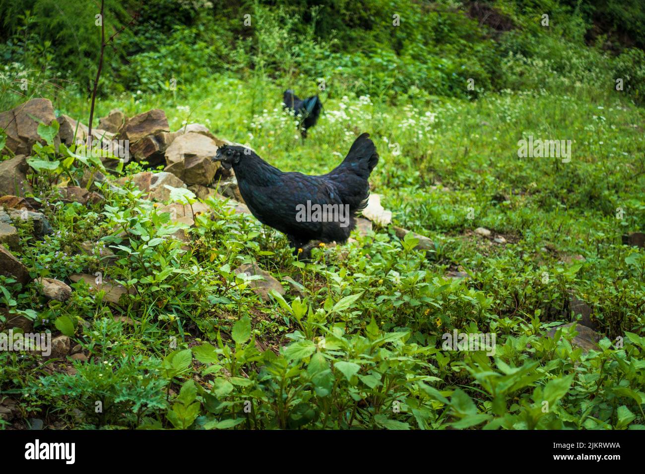 Kadaknath, also called Kali Masi, is an Indian breed of chicken. They ...