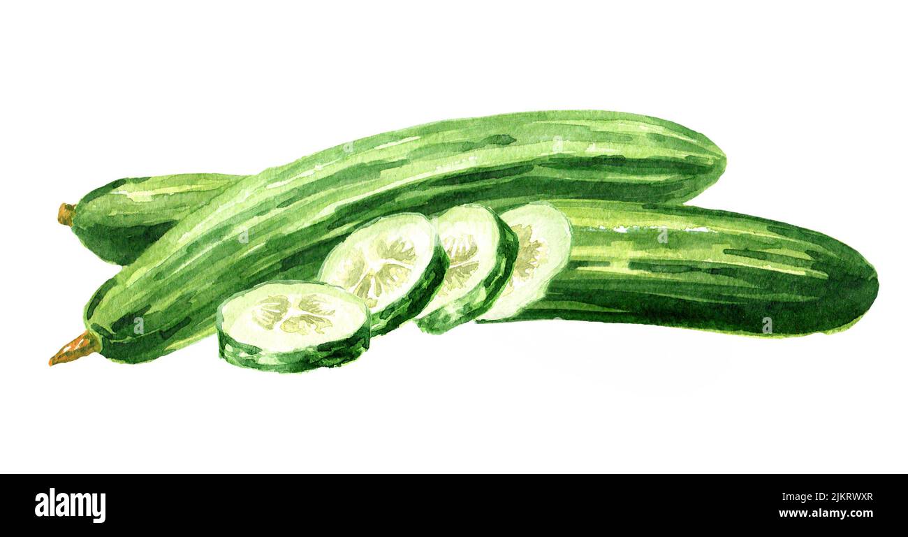 Long Cucumber, Watercolor hand drawn illustration, isolated on white ...