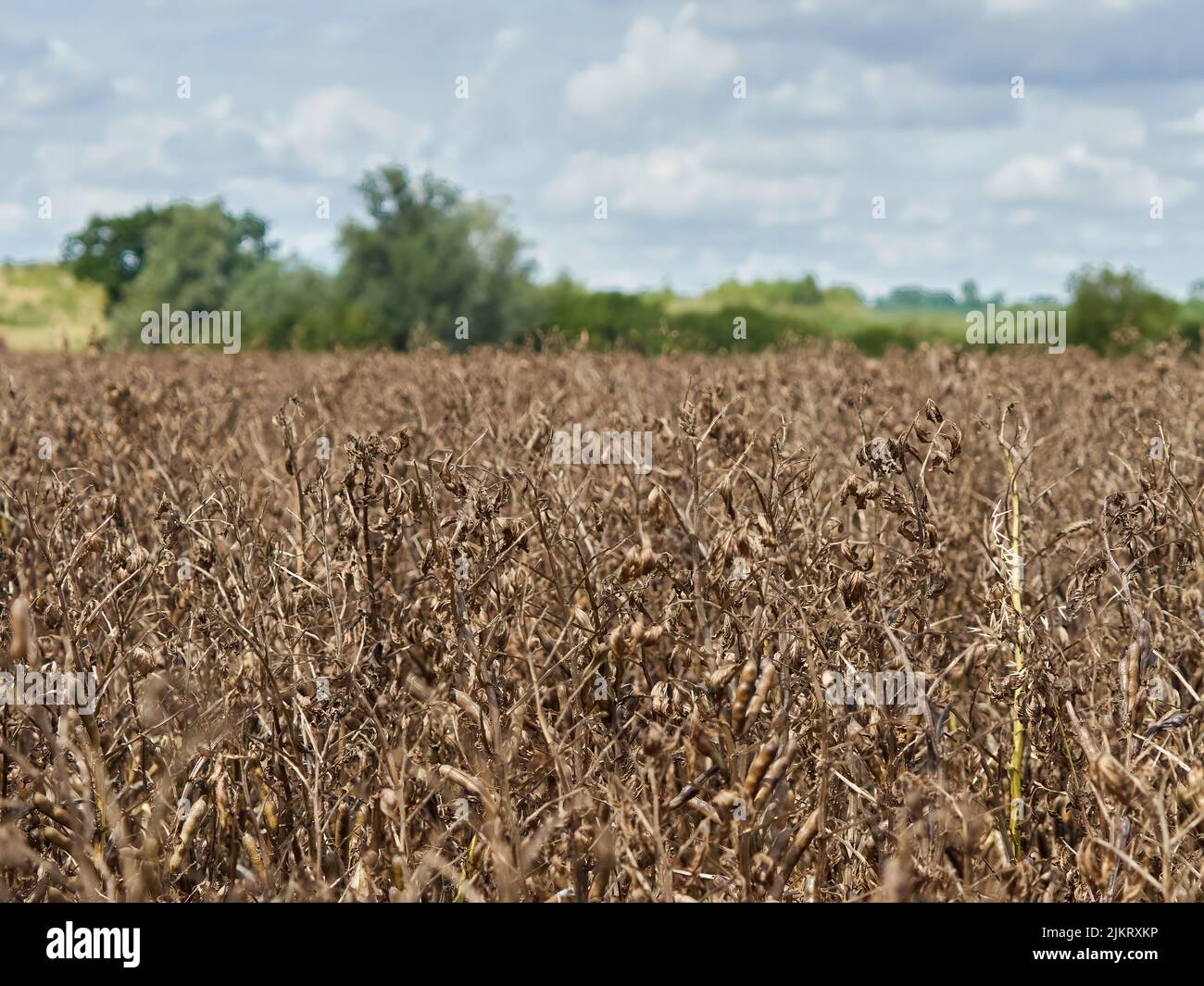 Path dead plants hi-res stock photography and images - Alamy
