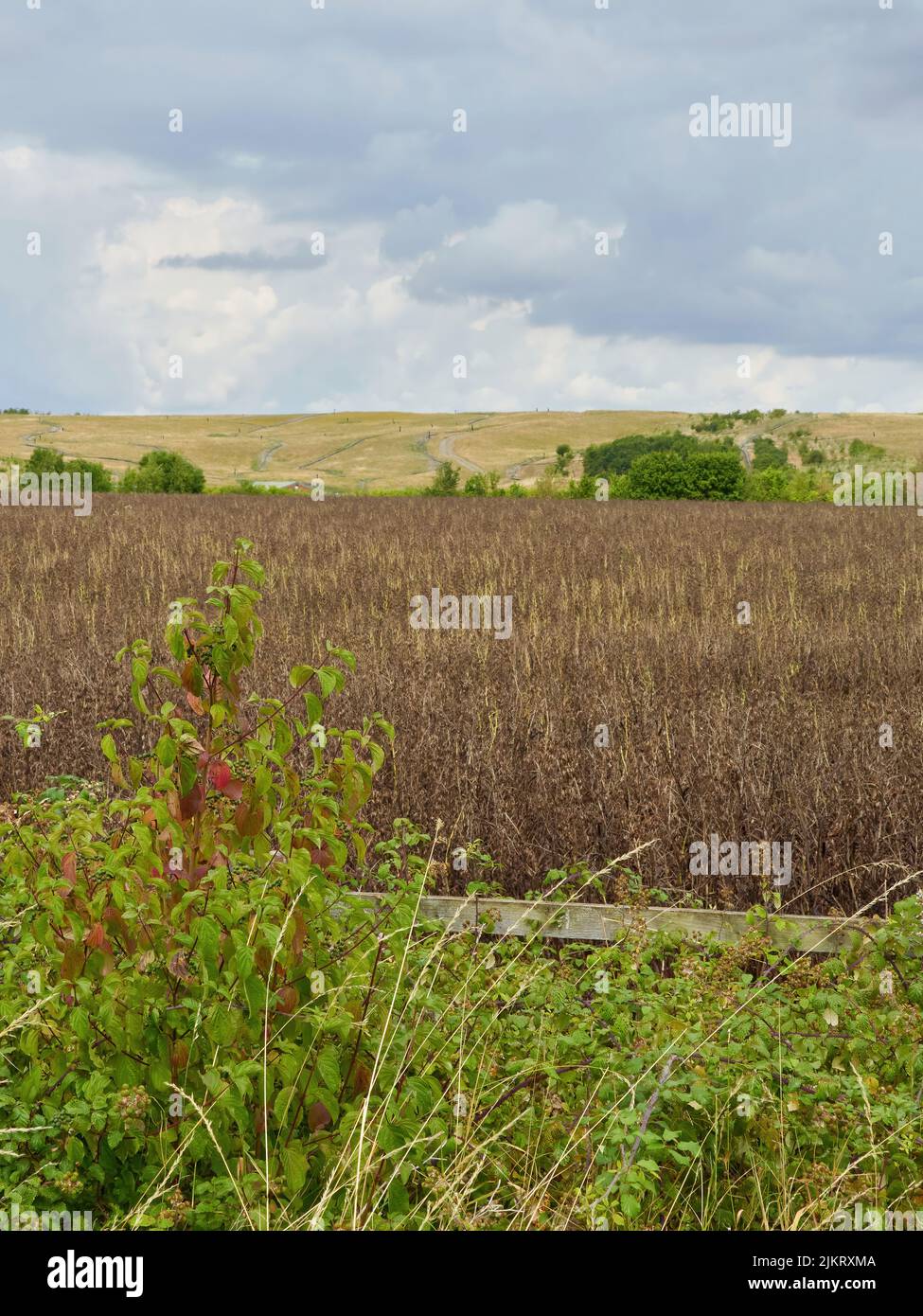 A blackened, dust dry crop field, parched by the extraordinary weather ...