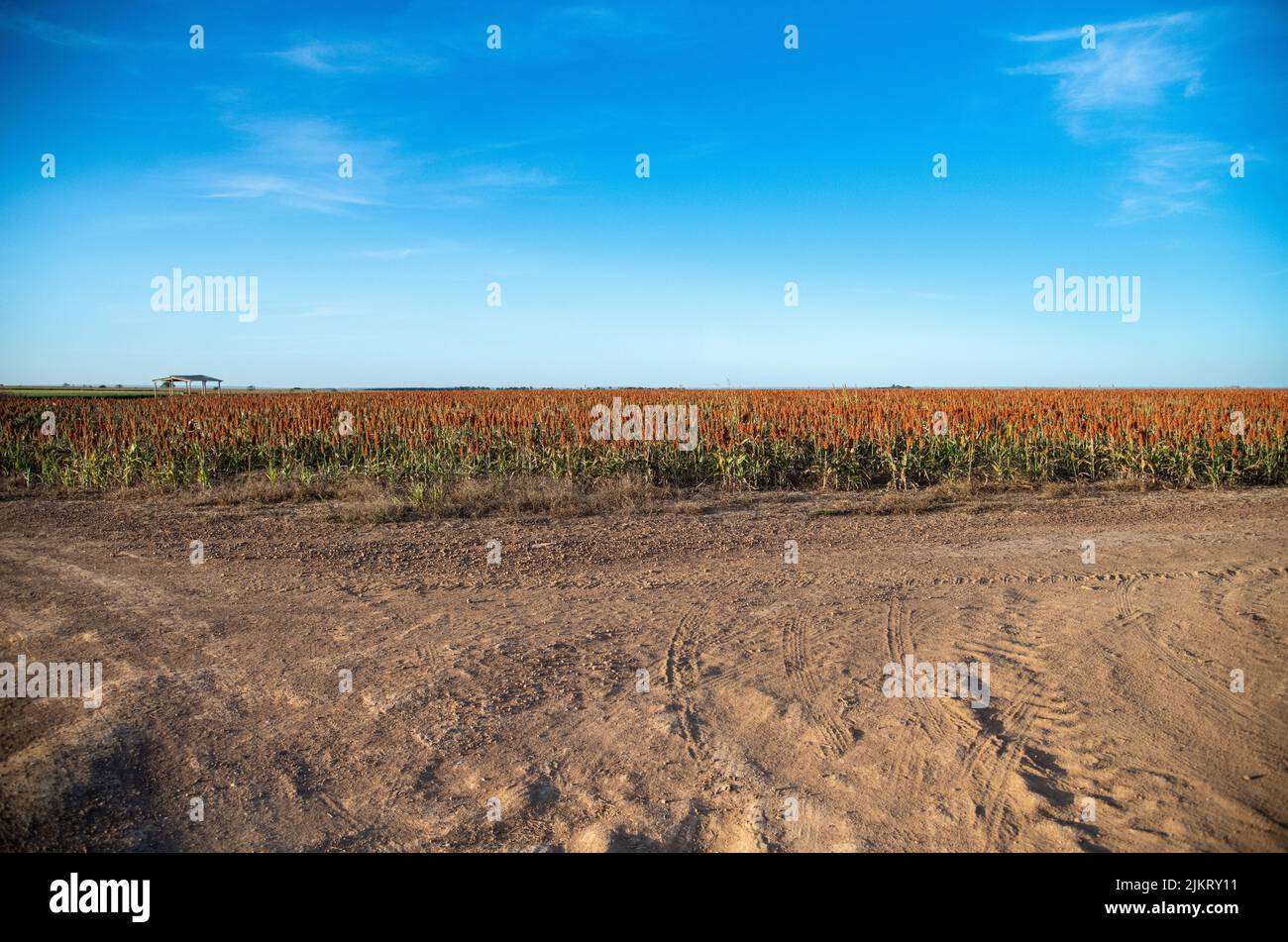 Quinoa farming hi-res stock photography and images - Alamy