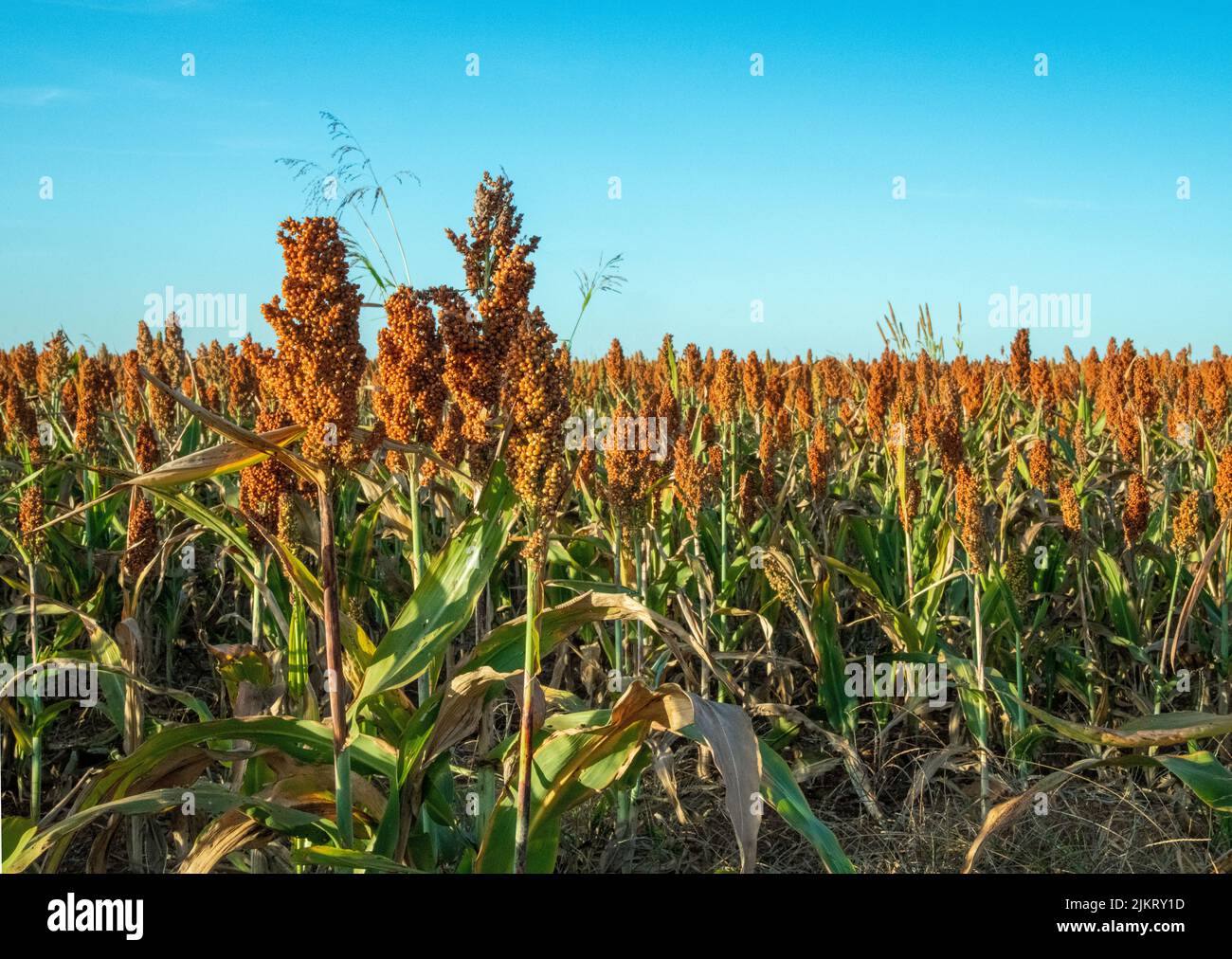 Quinoa plant hi-res stock photography and images - Alamy