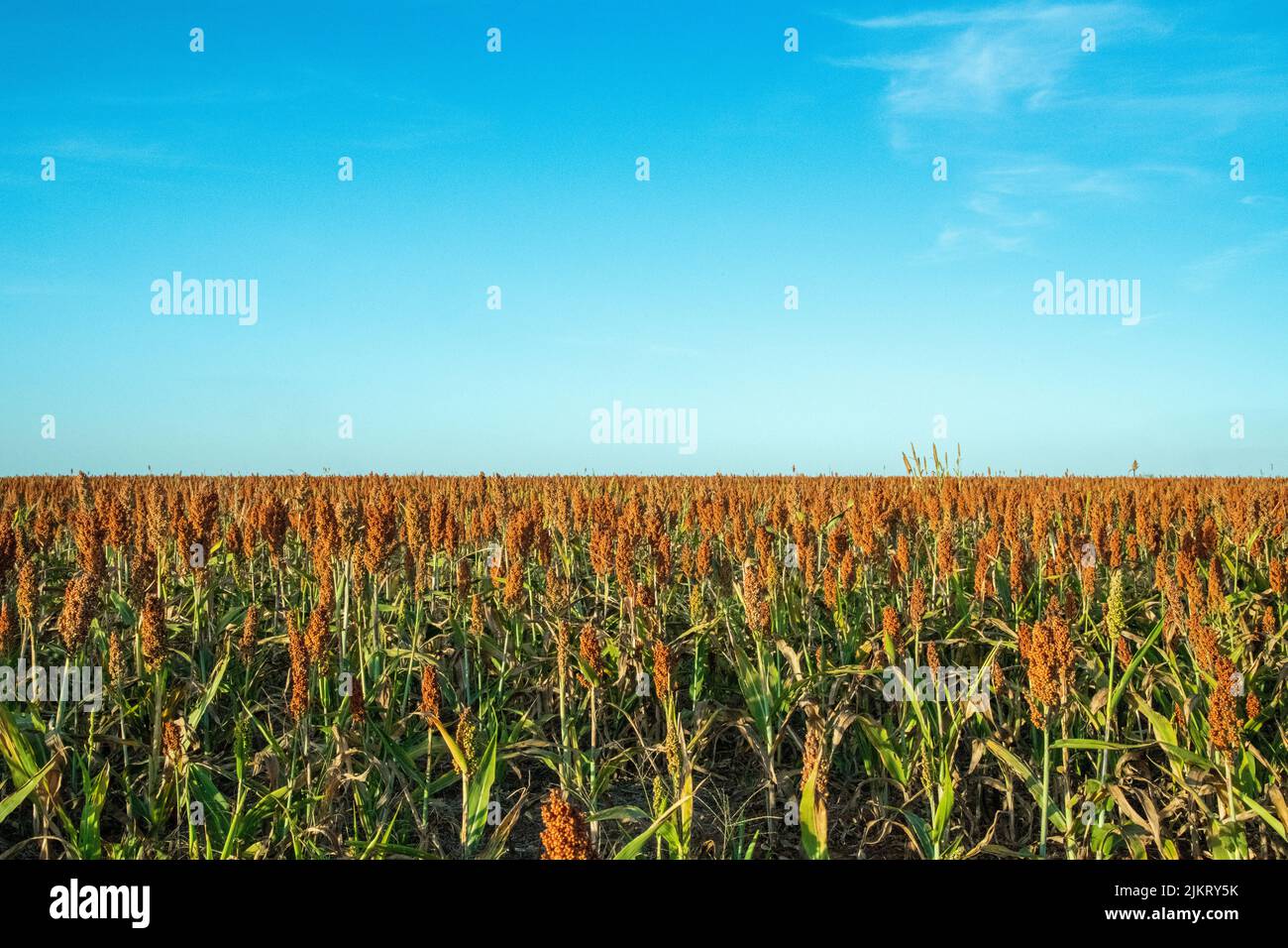 Quinoa seed plant hi-res stock photography and images - Alamy