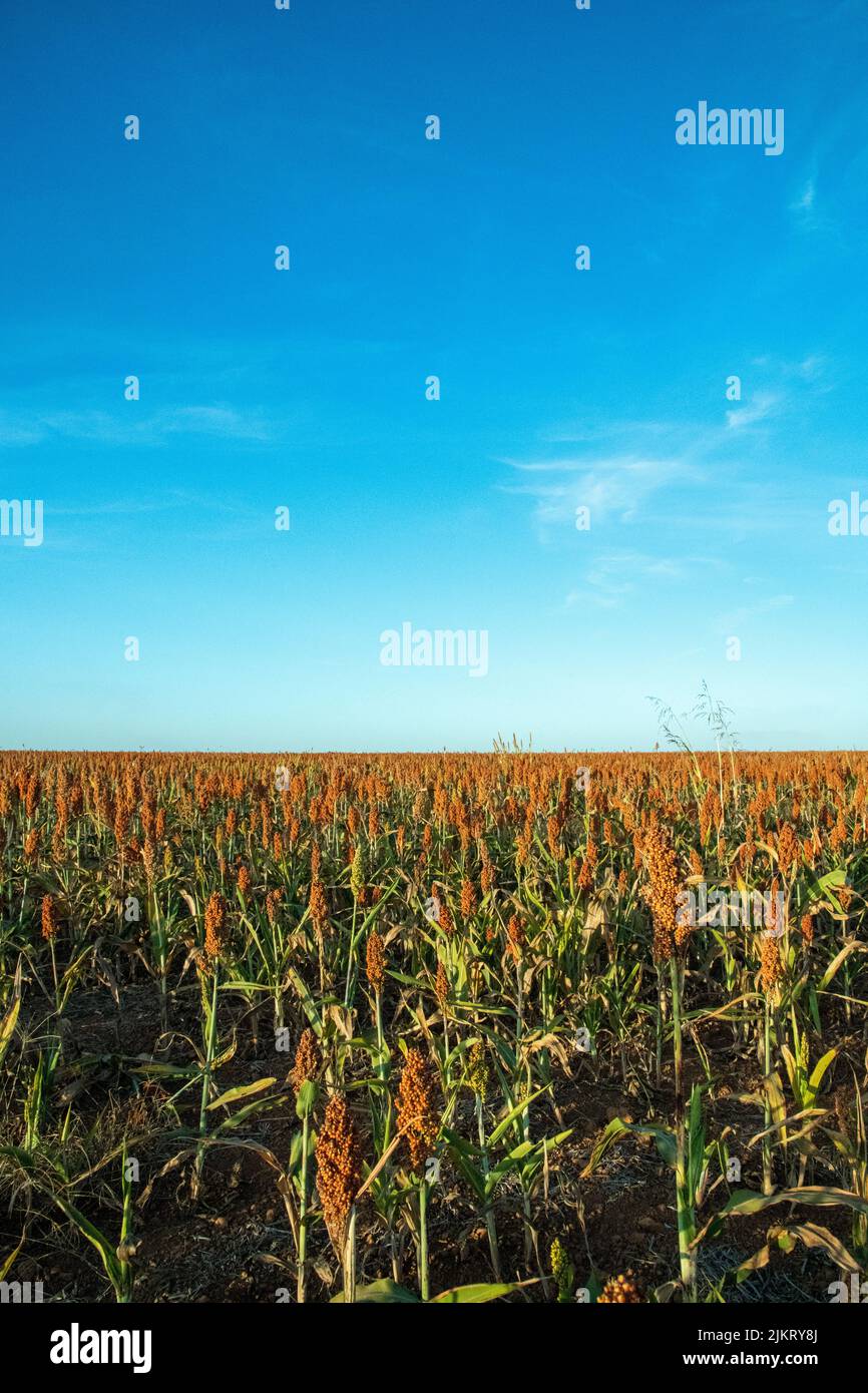 Quinoa plantation hi-res stock photography and images - Alamy