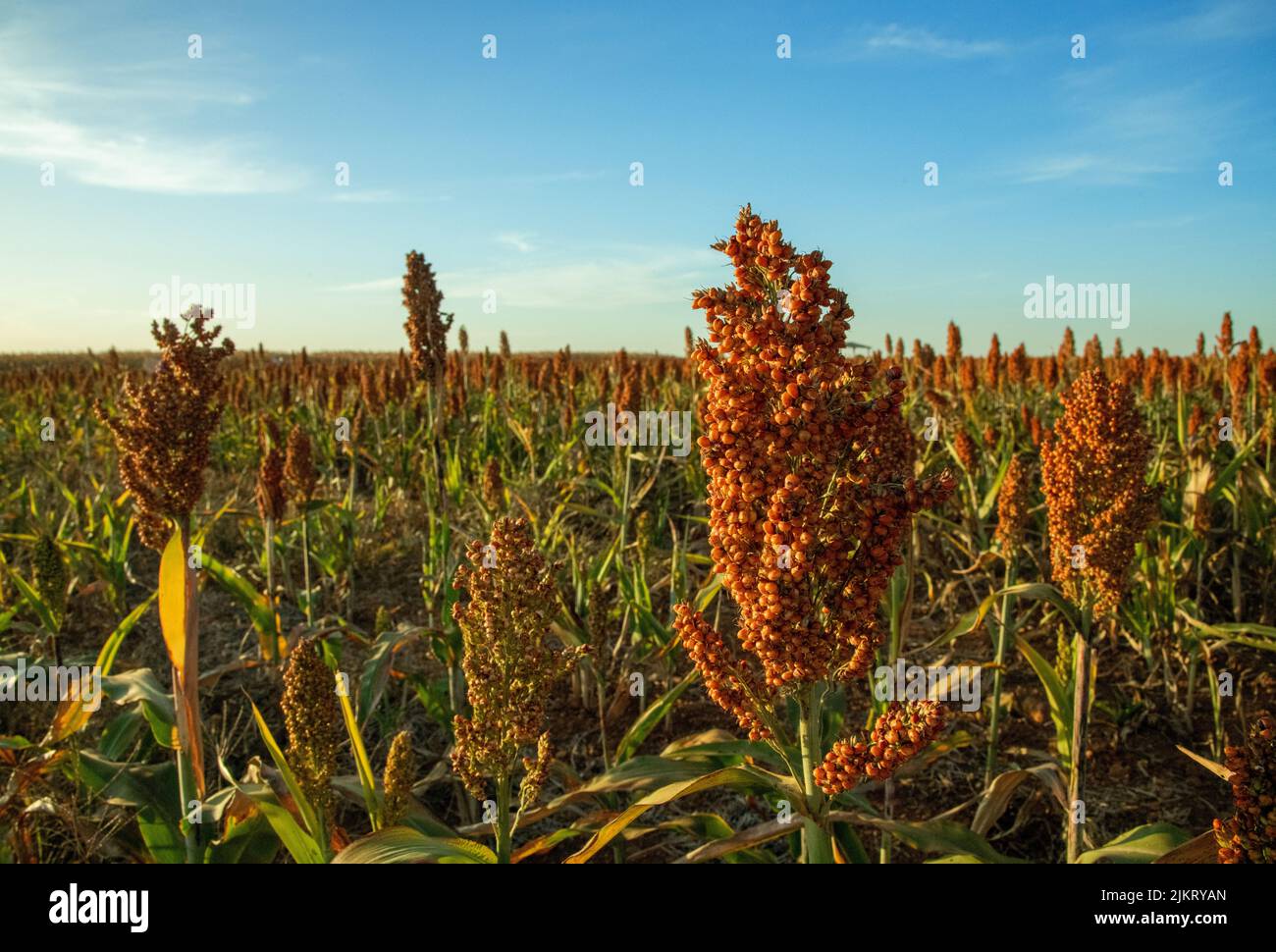 Quinoa plant hi-res stock photography and images - Alamy