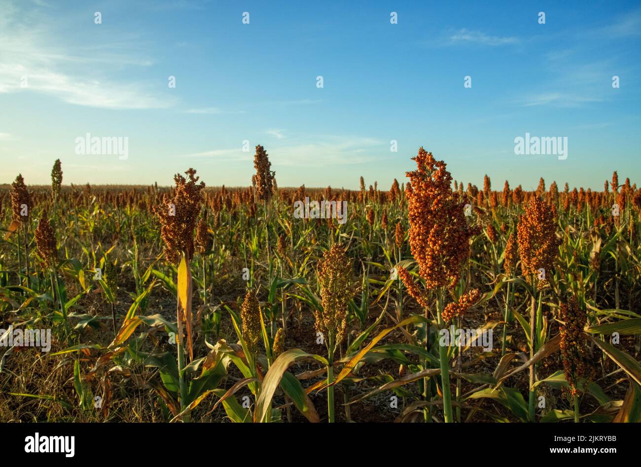 Orange horizon plantation hi-res stock photography and images - Alamy