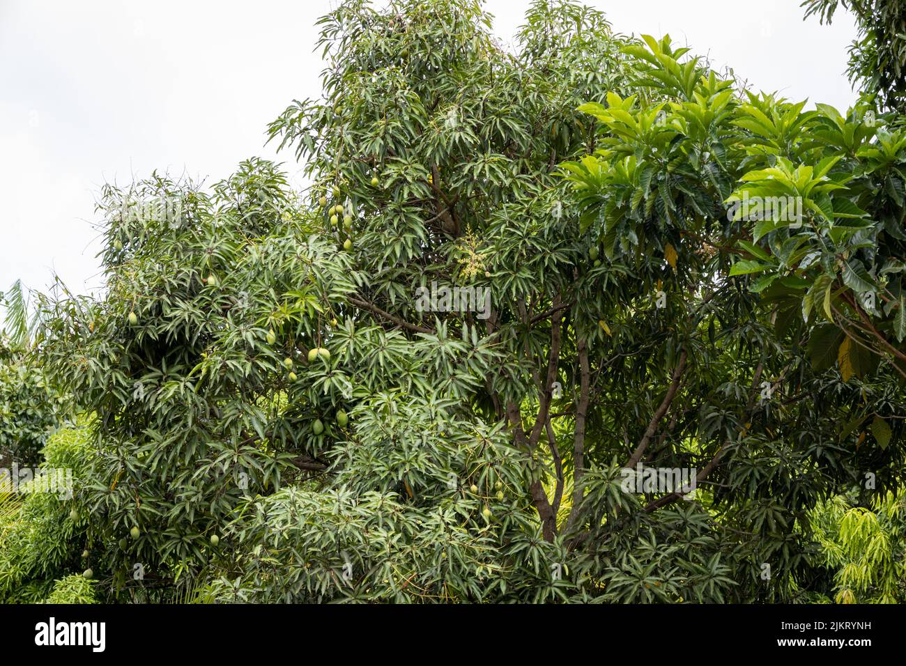 Huge mango tree with fruits ready to harvest. Natural food. Free space ...