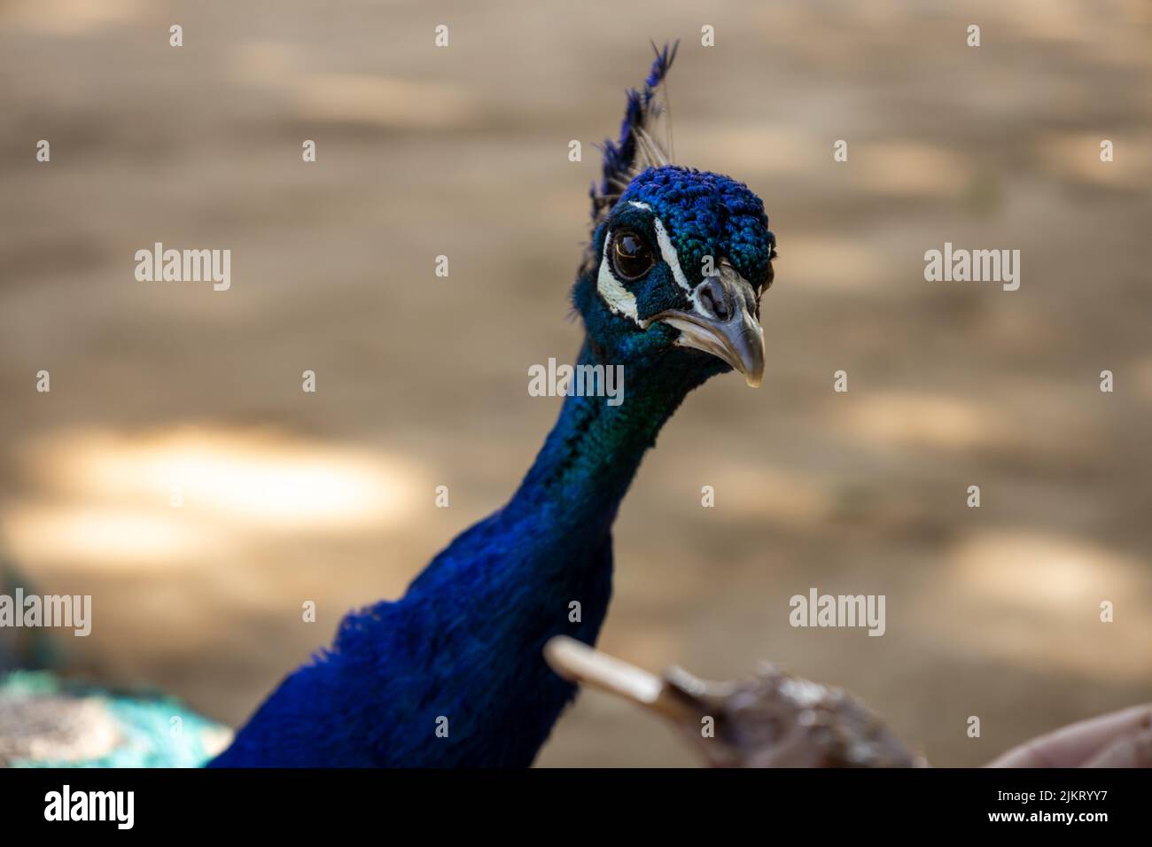 Curious look of a blue peacock looking at the camera. Animal with large ...