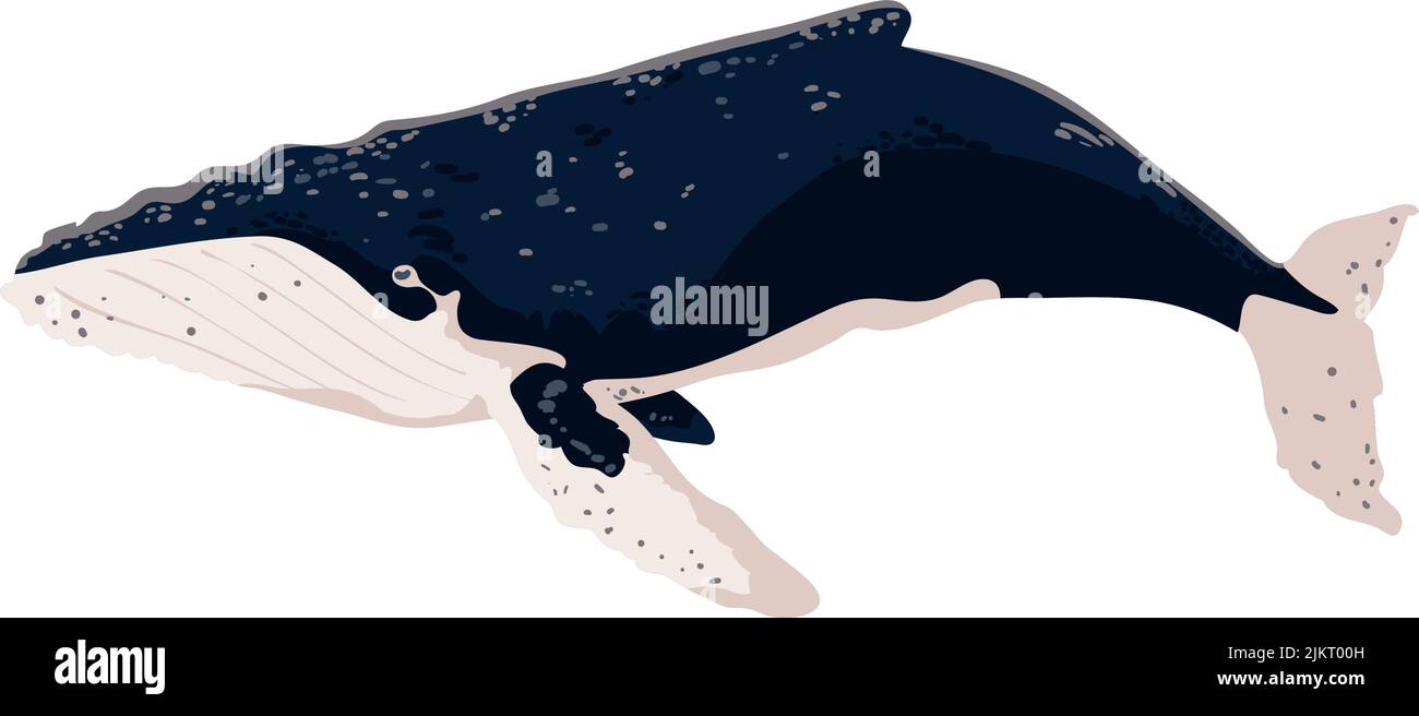 humpback whale icon Stock Vector Image & Art - Alamy