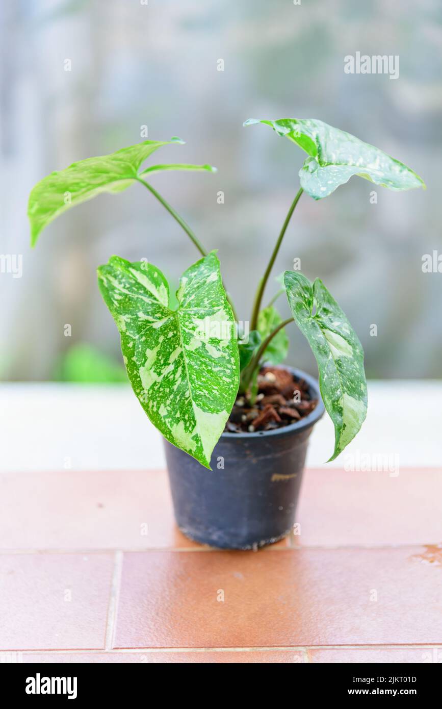syngonium panda galaxy in the pot Stock Photo - Alamy