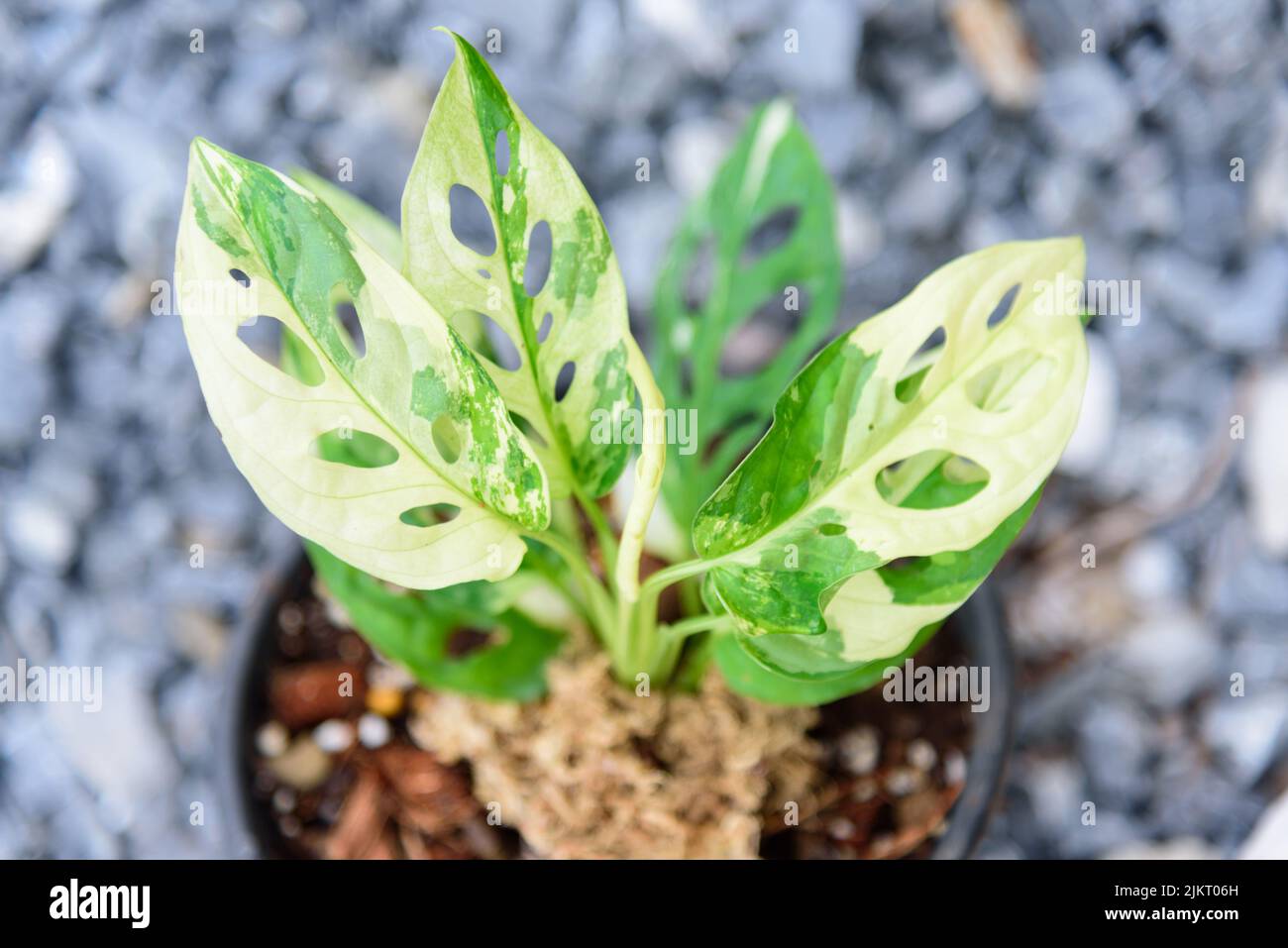Closeup to Monstera adansonii albo variegated giant Stock Photo - Alamy
