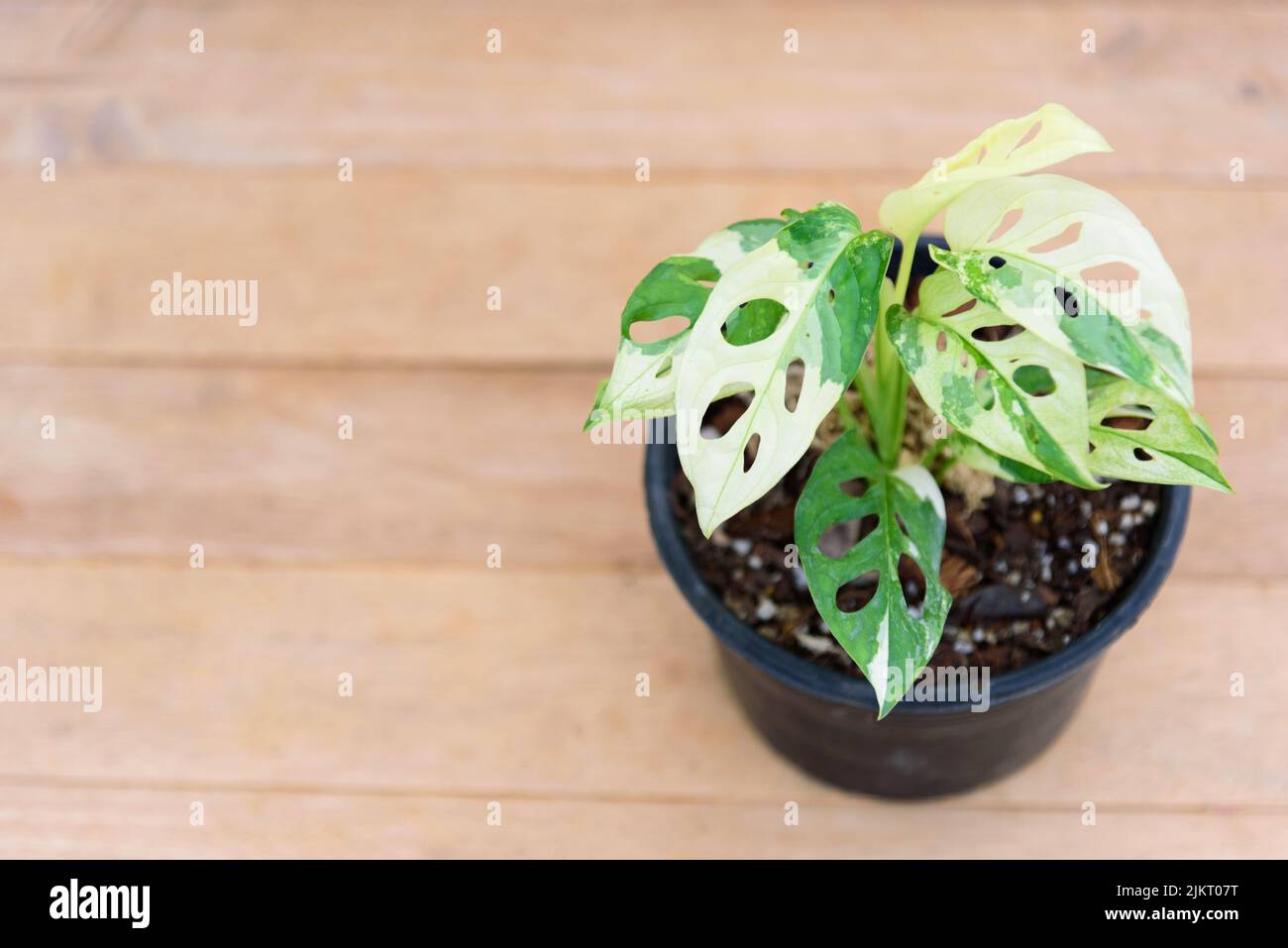 Closeup to Monstera adansonii albo variegated giant Stock Photo - Alamy