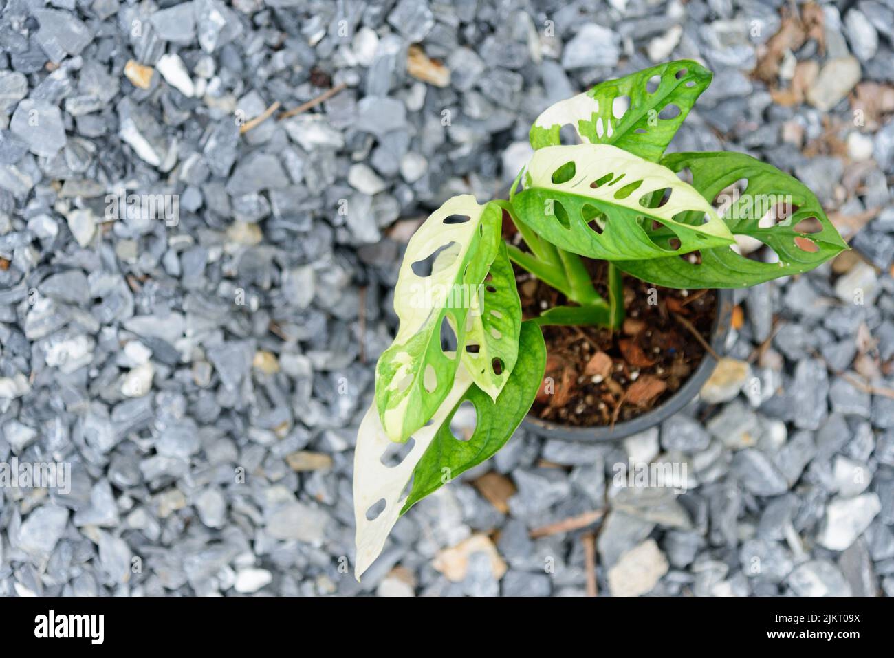 Closeup to Monstera adansonii albo variegated giant Stock Photo - Alamy