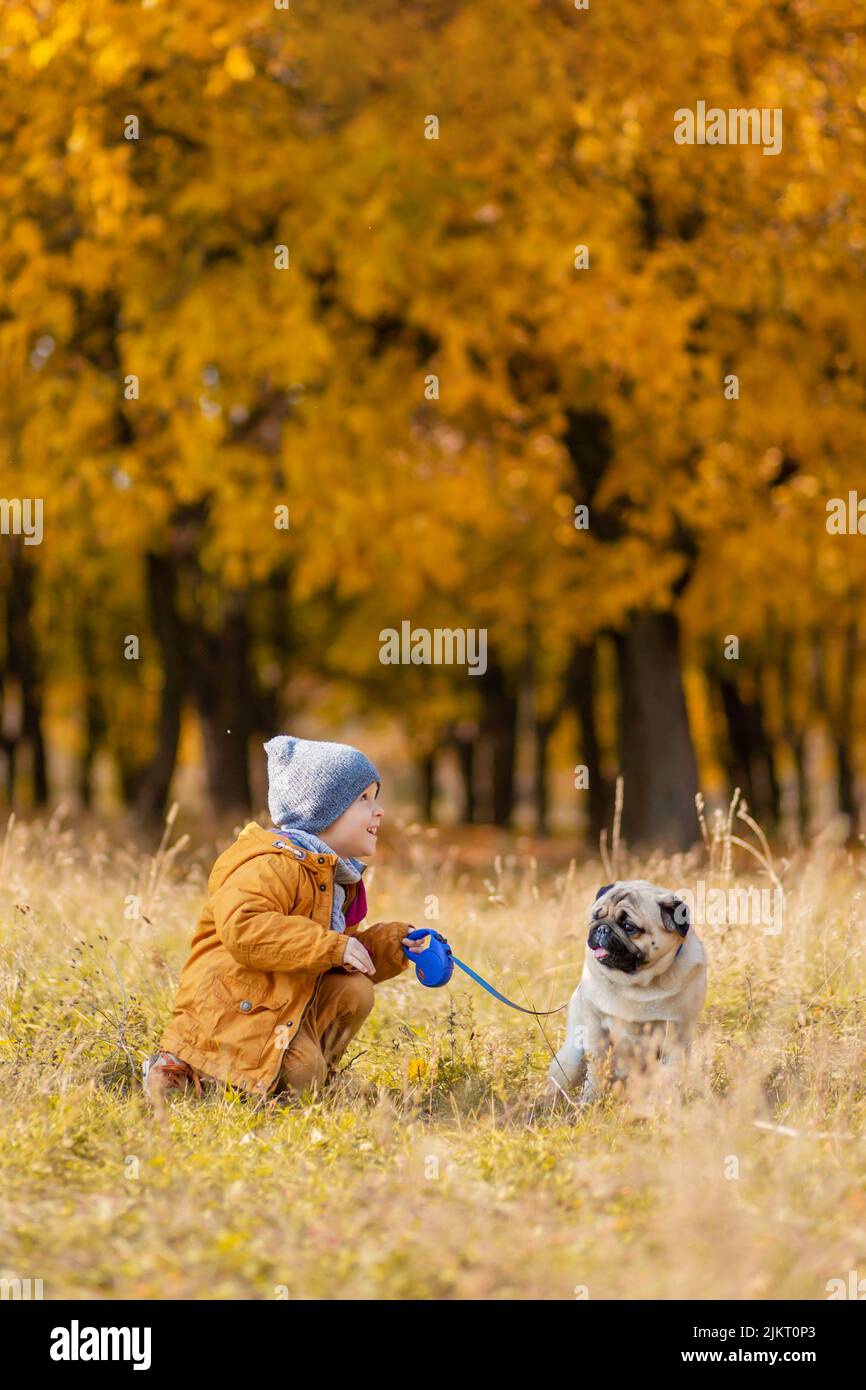 A little boy with an armful of balloons and a pug dog walks in the ...