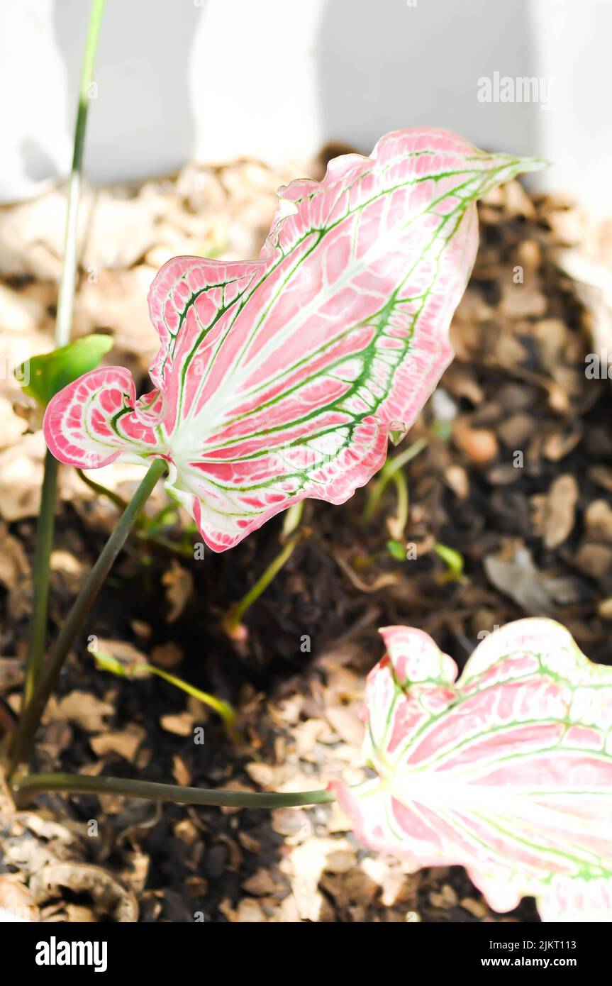 Caladium ,Caladium ThaiBeauty or Dieffenbachia seguine or Caladium ...