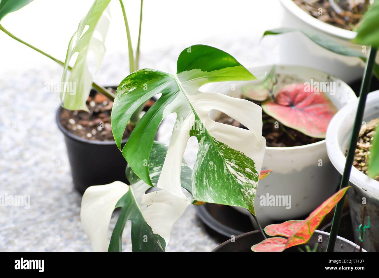 Albo variegata hi-res stock photography and images - Alamy