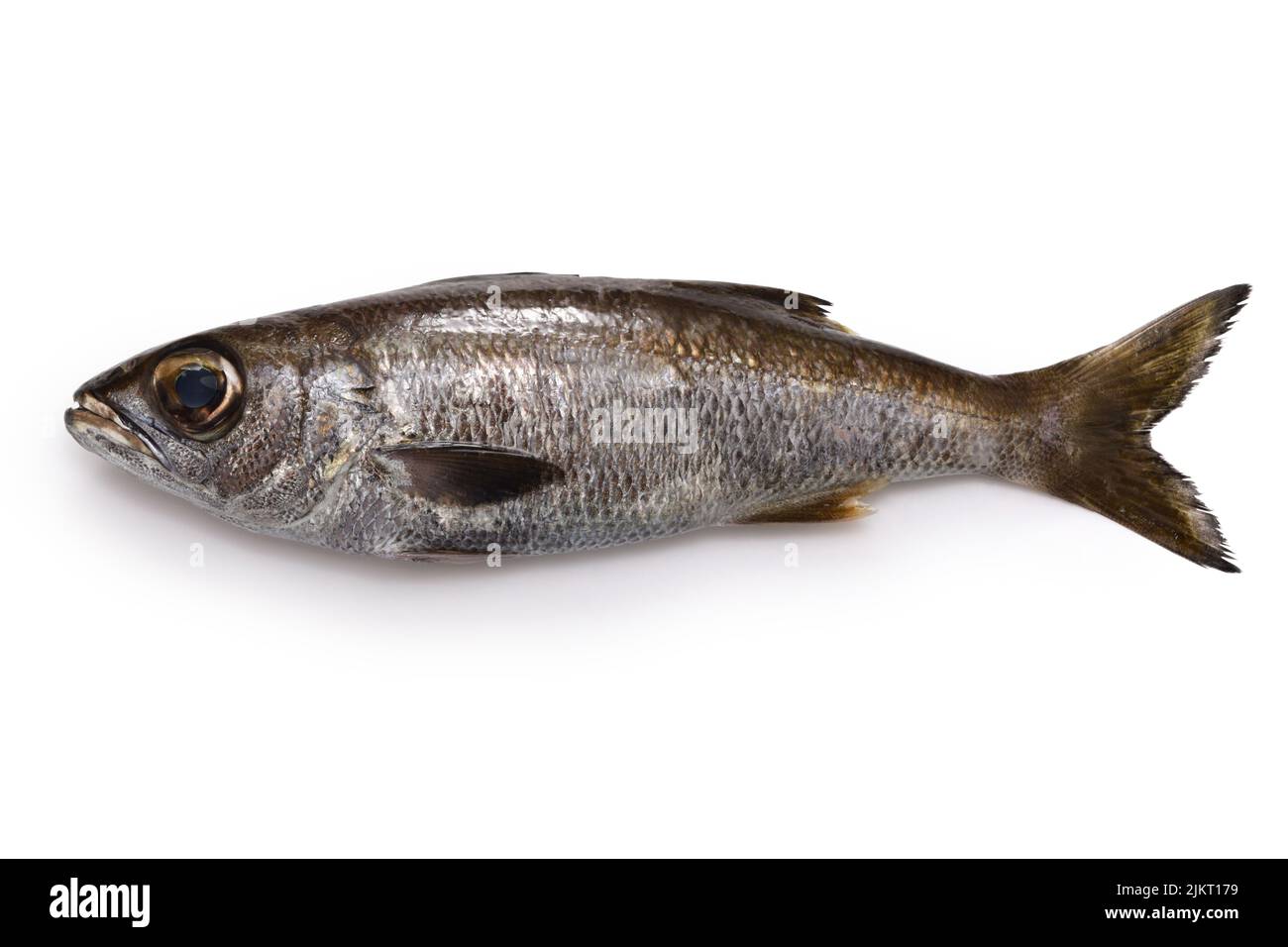 Scombrops hi-res stock photography and images - Alamy