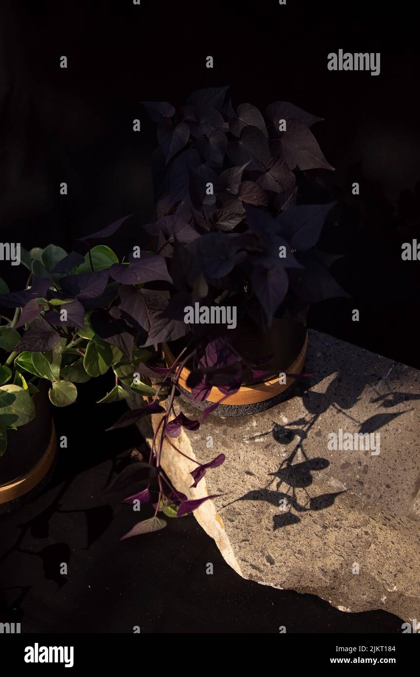 Designer planter on stone with black background Stock Photo - Alamy