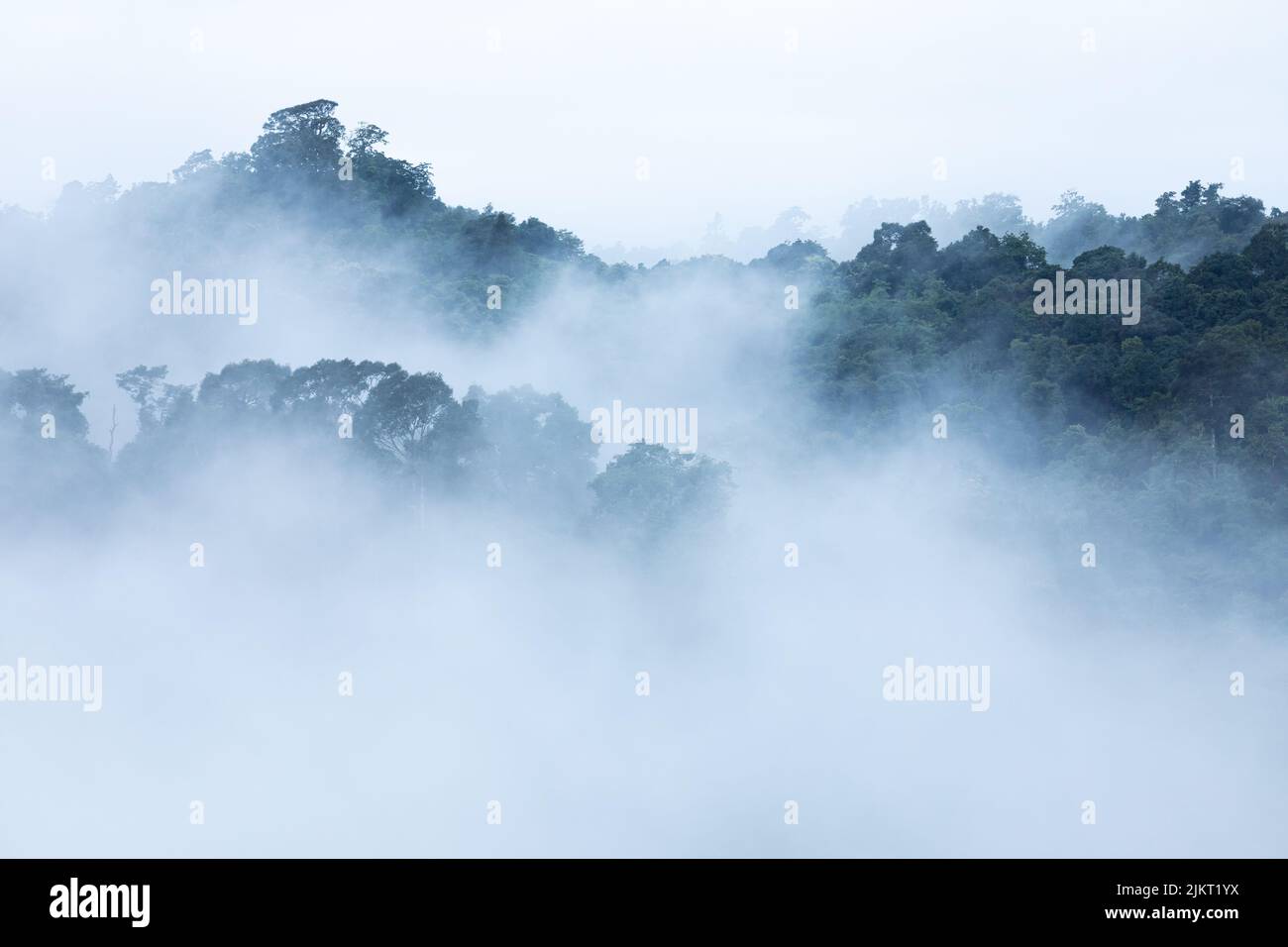 White fog covered tree area inside tropical rainforest Stock Photo - Alamy