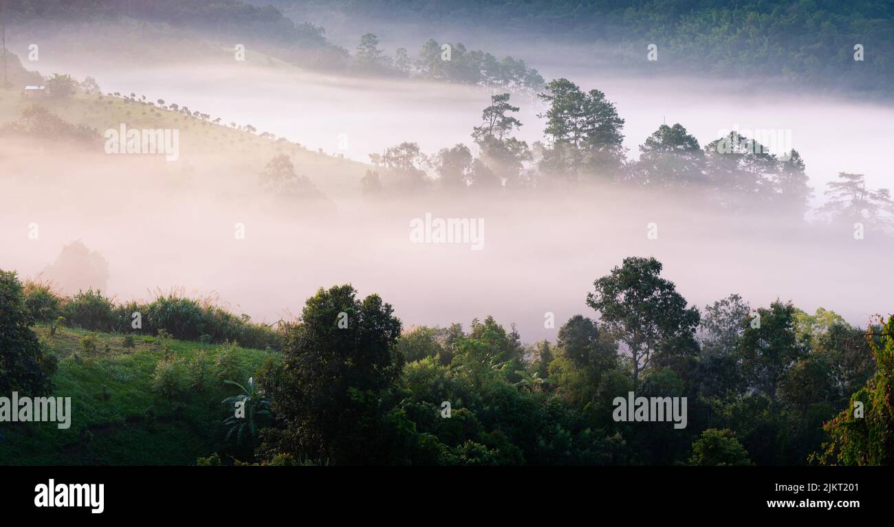 Panoramic view of fog touching sunlight covered tree area inside ...