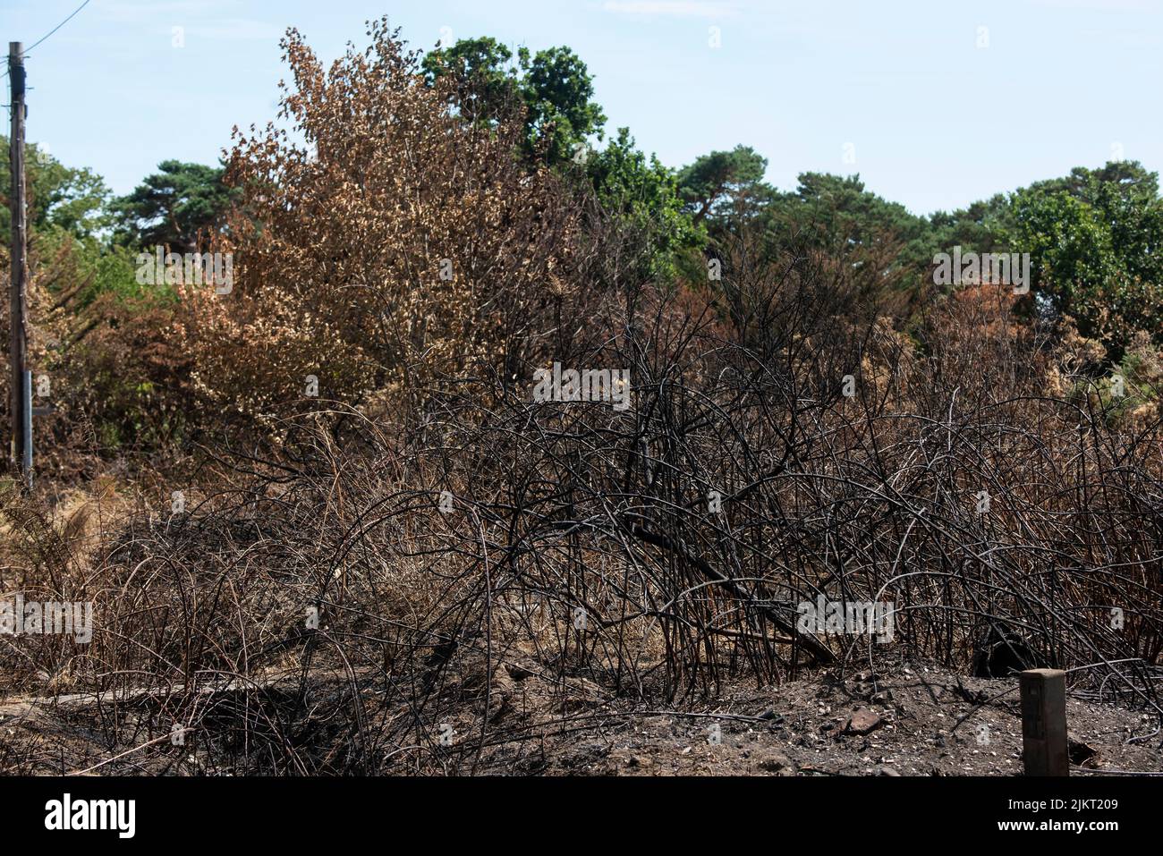 Aftermath of fire Pennington common drought July 2022 Stock Photo - Alamy