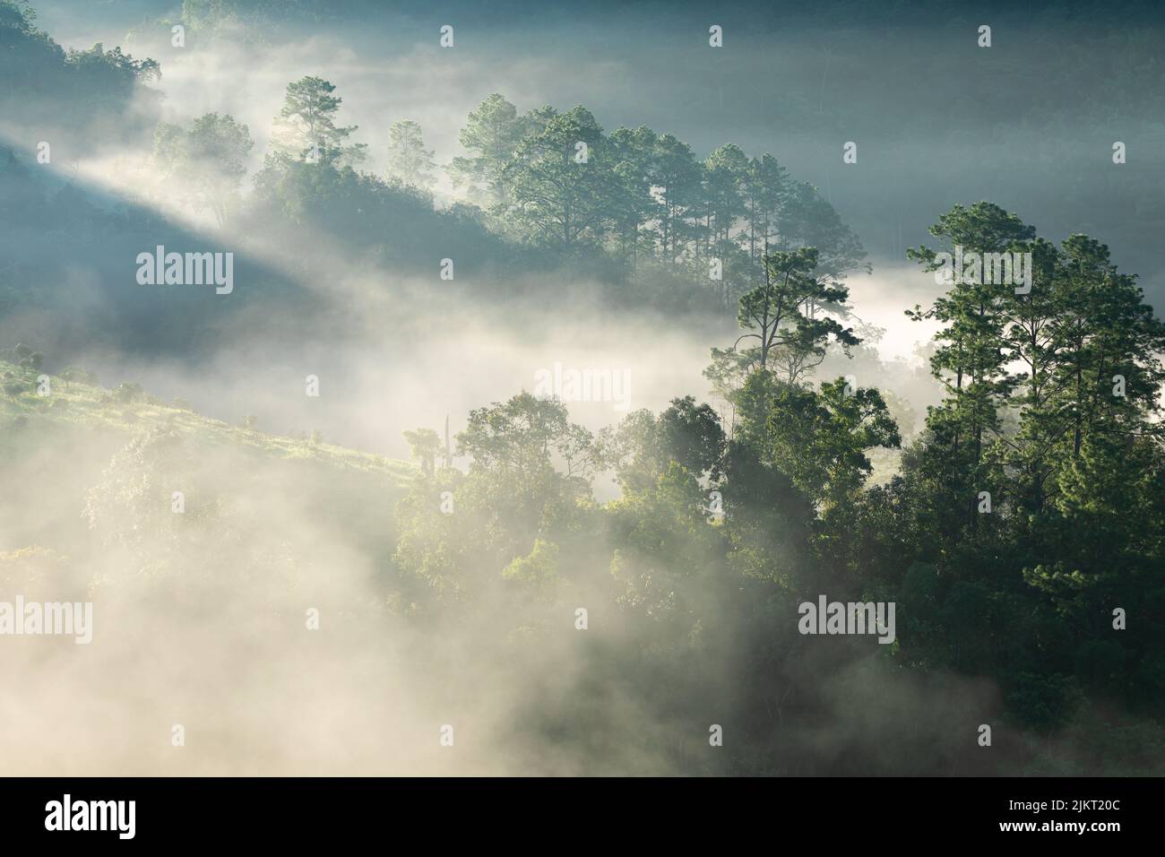 View of fog touching sunlight covered tree area inside tropical ...
