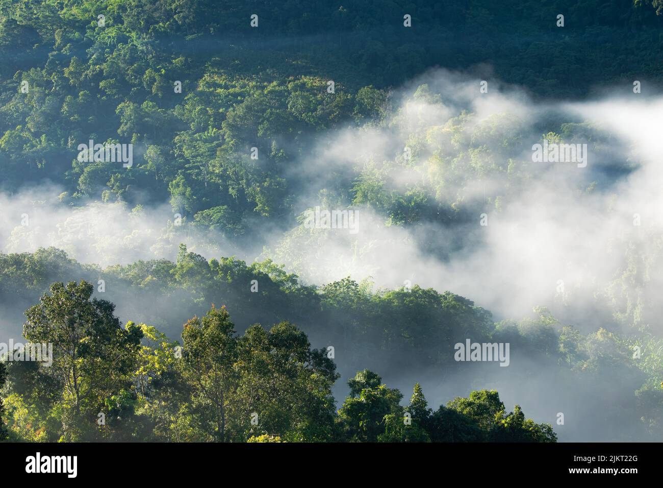 Aerial view of fog touching sunlight covered tree area inside tropical ...