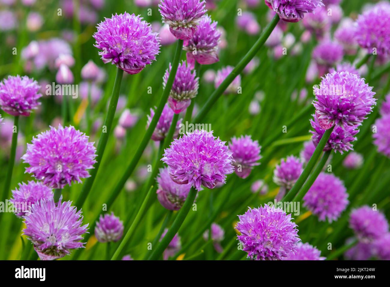 A display of Allium plants in bloom Stock Photo - Alamy