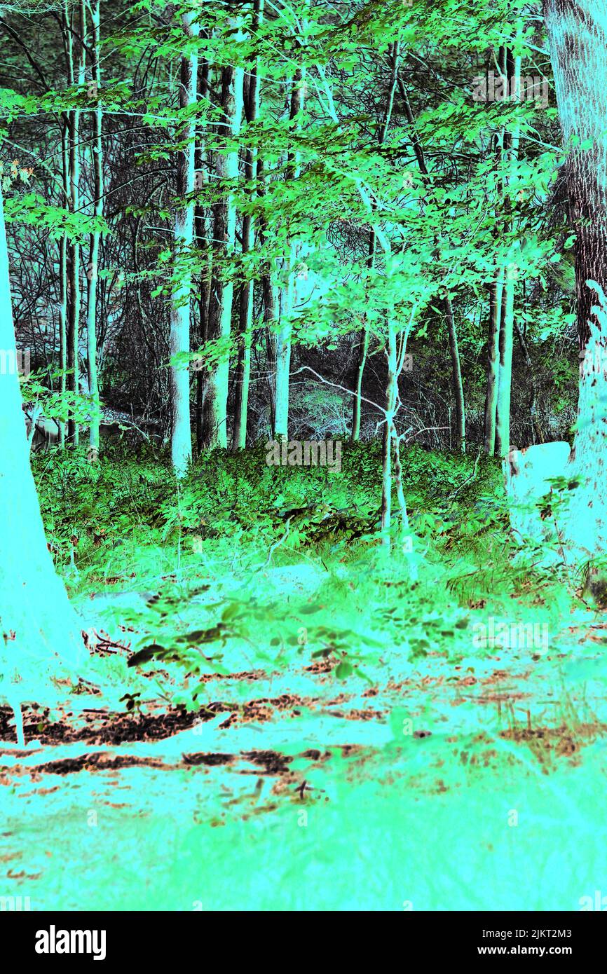 Beautiful fresh meadow in the summer wilderness in a bright neon color ...