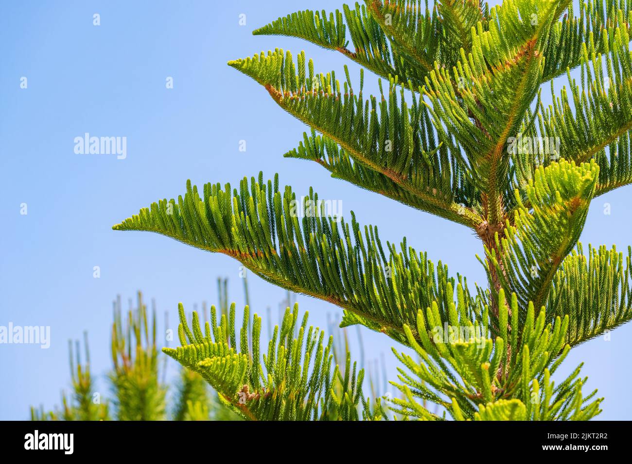 Norfolk Island pine or Araucaria heterophylla unusual tree branch in ...