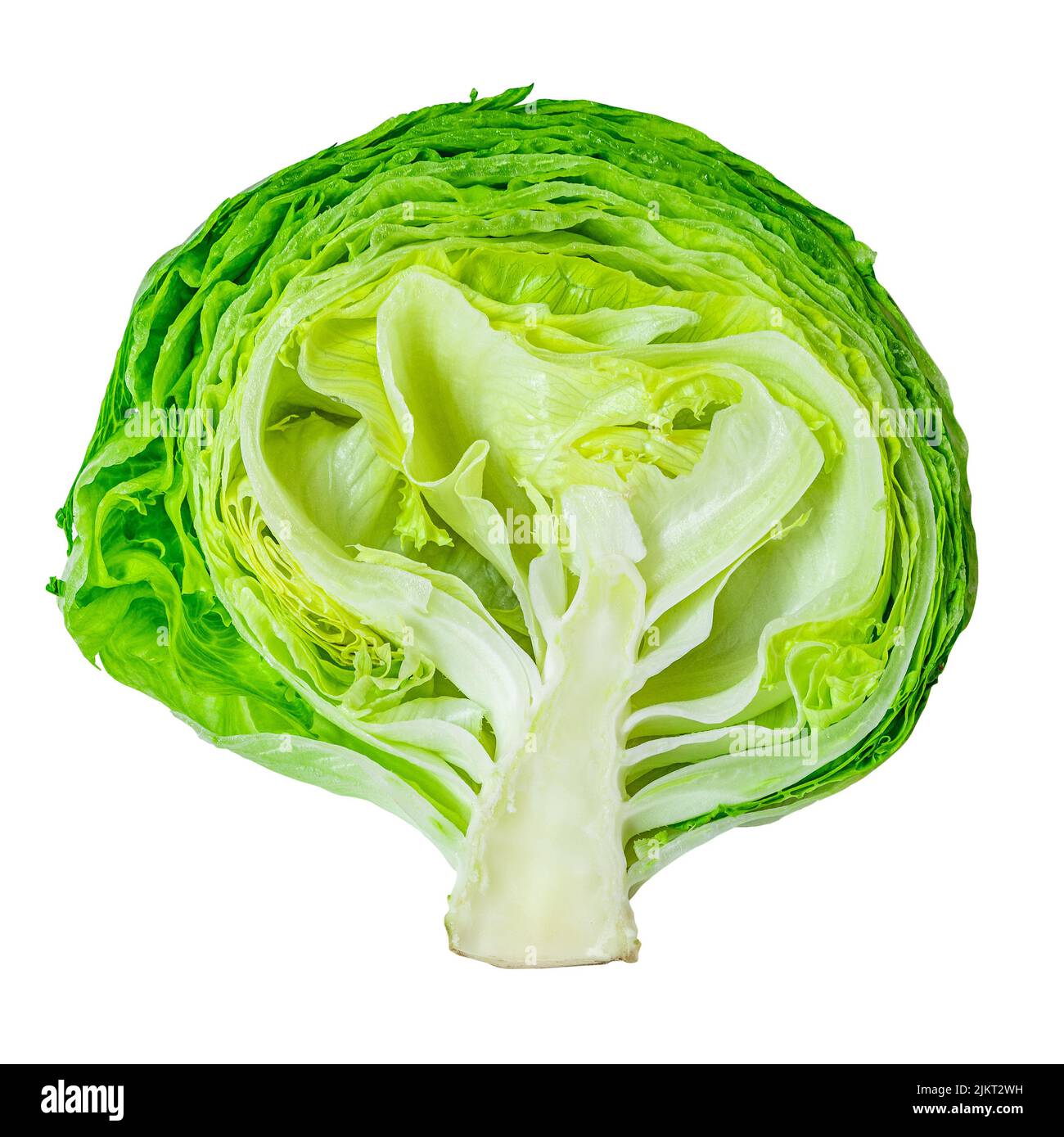 Isolated cutted in section Iceberg letucce cabbage. With clipping path ...