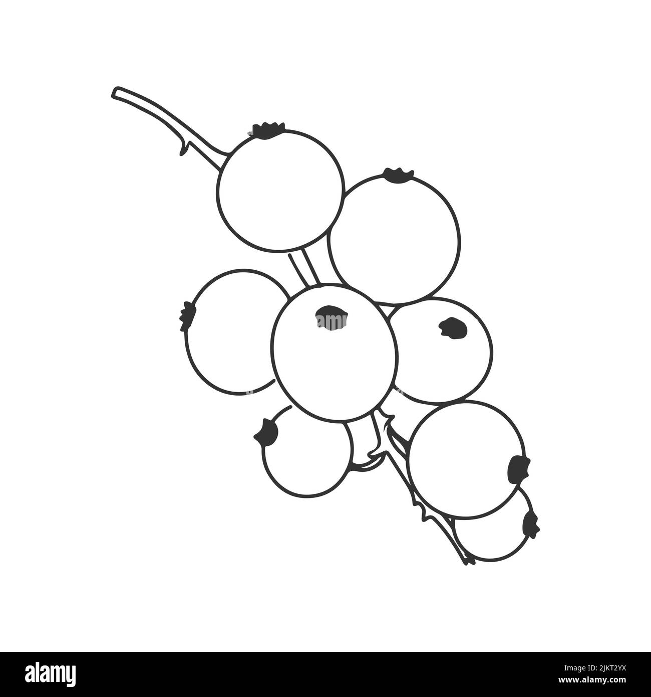 Black and white illustration of currant berries on a white background ...