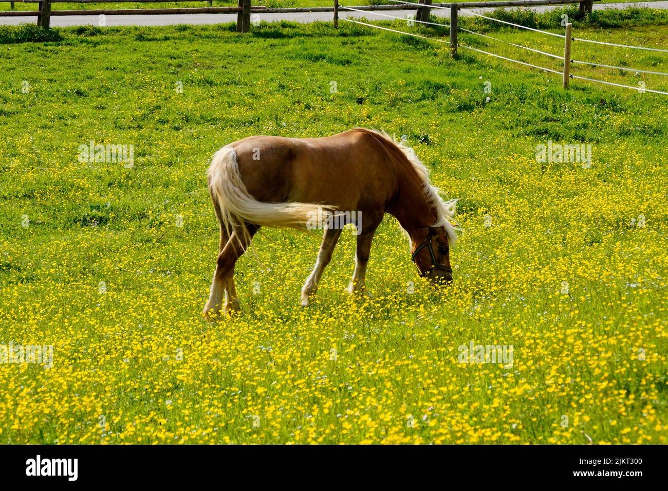 a blond mare grazing on the alpine meadow full of spring flowers in ...
