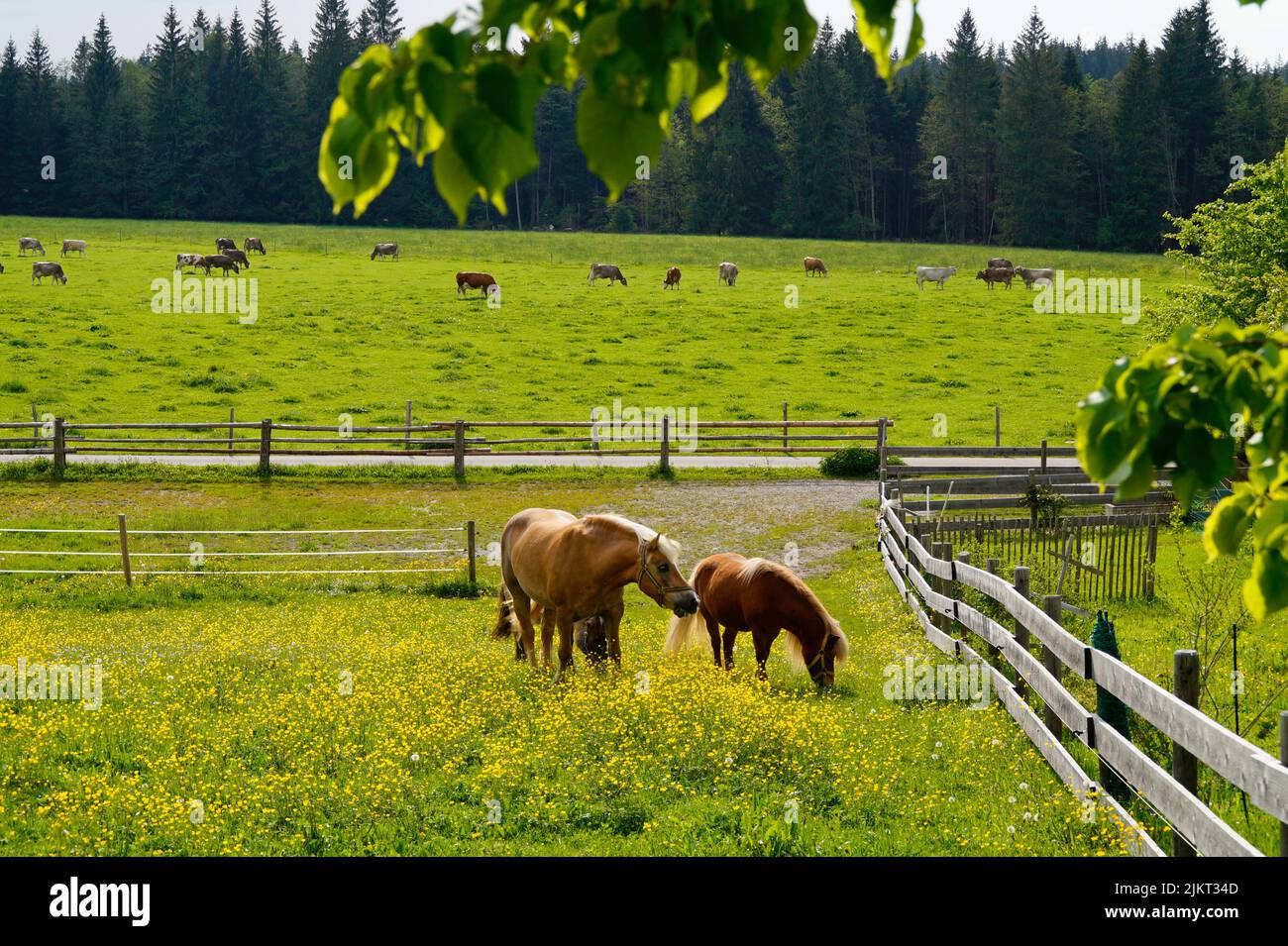 Beautiful horses and ponies are grazing on the alpine meadows full of ...