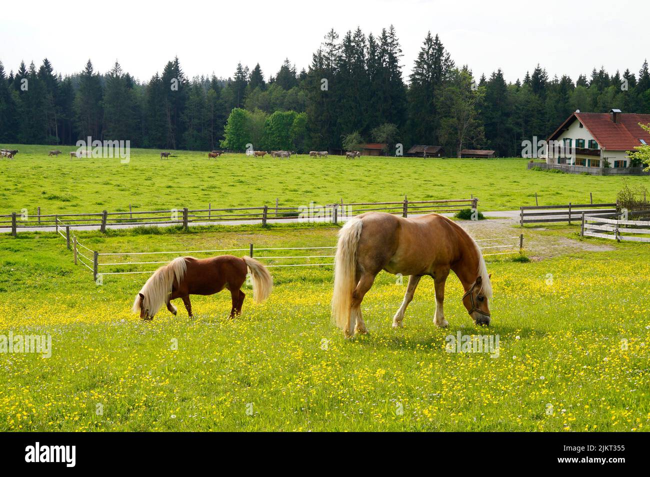 Beautiful horses and ponies are grazing on the alpine meadows full of ...